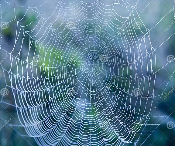 Spider web stock image. Image of morning, texture, water - 21182539