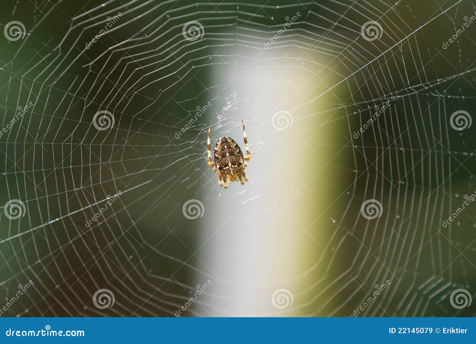 Spider in web stock image. Image of insect, cross, spider - 22145079