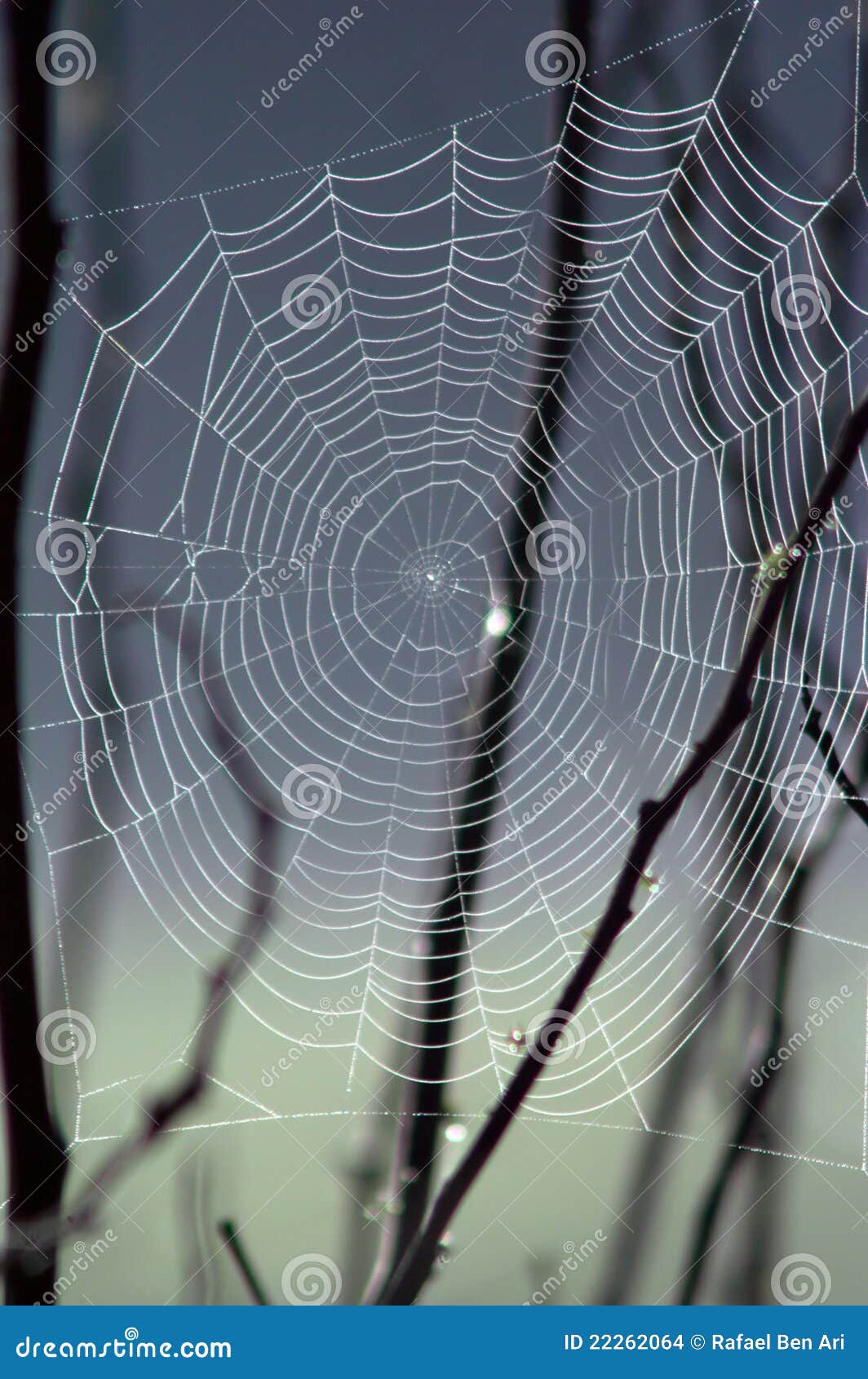 Spider Web stock photo. Image of geometry, silk, nature - 22262064