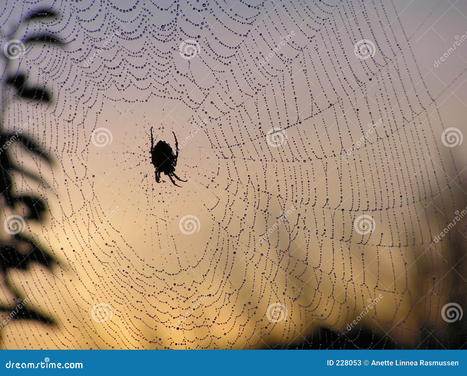 Spider web stock image. Image of close, graphic, halloween - 228053