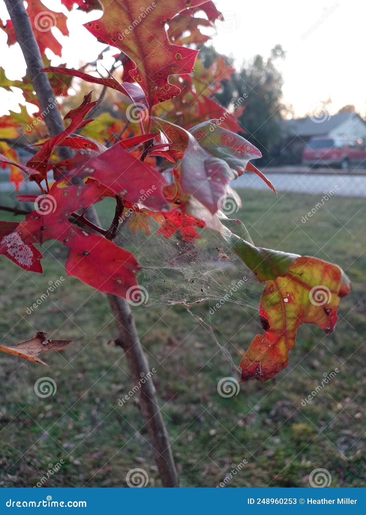 Spider Web stock image. Image of maple, flower, leaf - 248960253