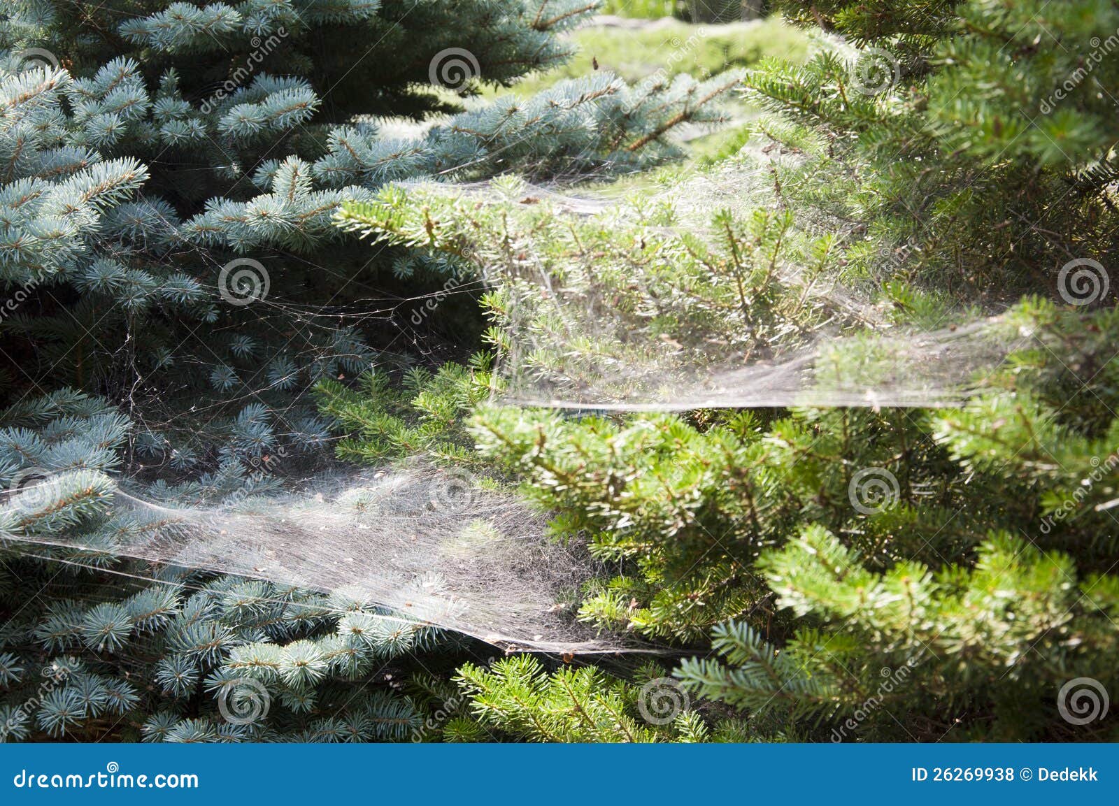 Spider web stock photo. Image of copy, macro, morning - 26269938