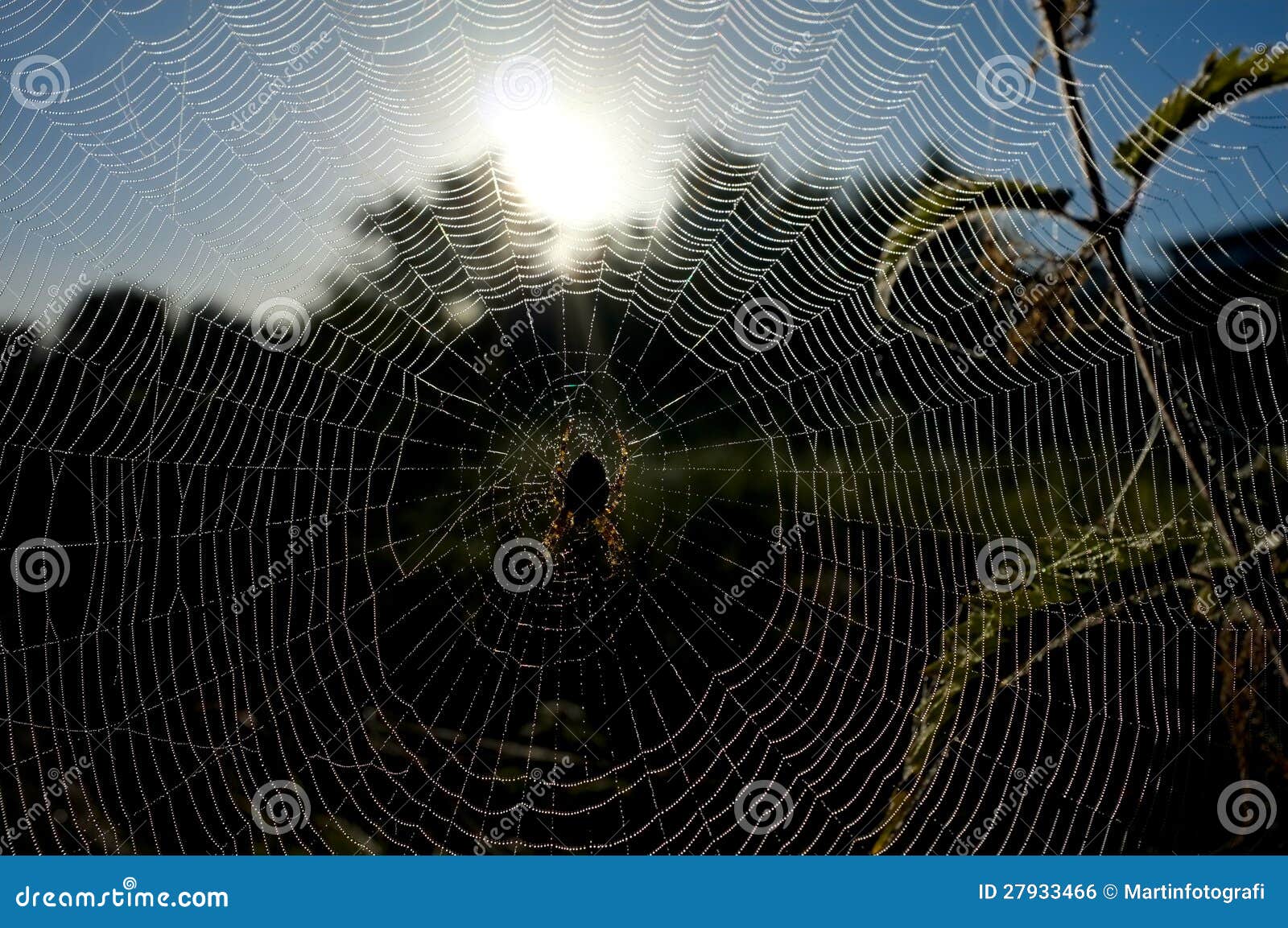 Spider and web stock photo. Image of lens, pattern, strongest - 27933466