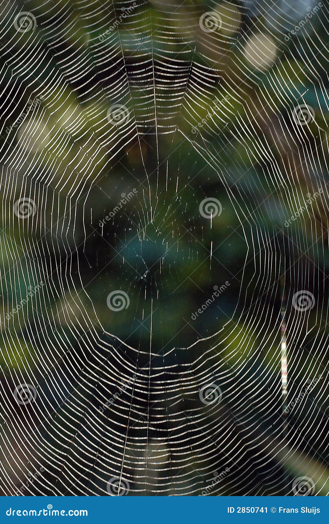 Spider web stock image. Image of morning, animal, wildlife - 2850741