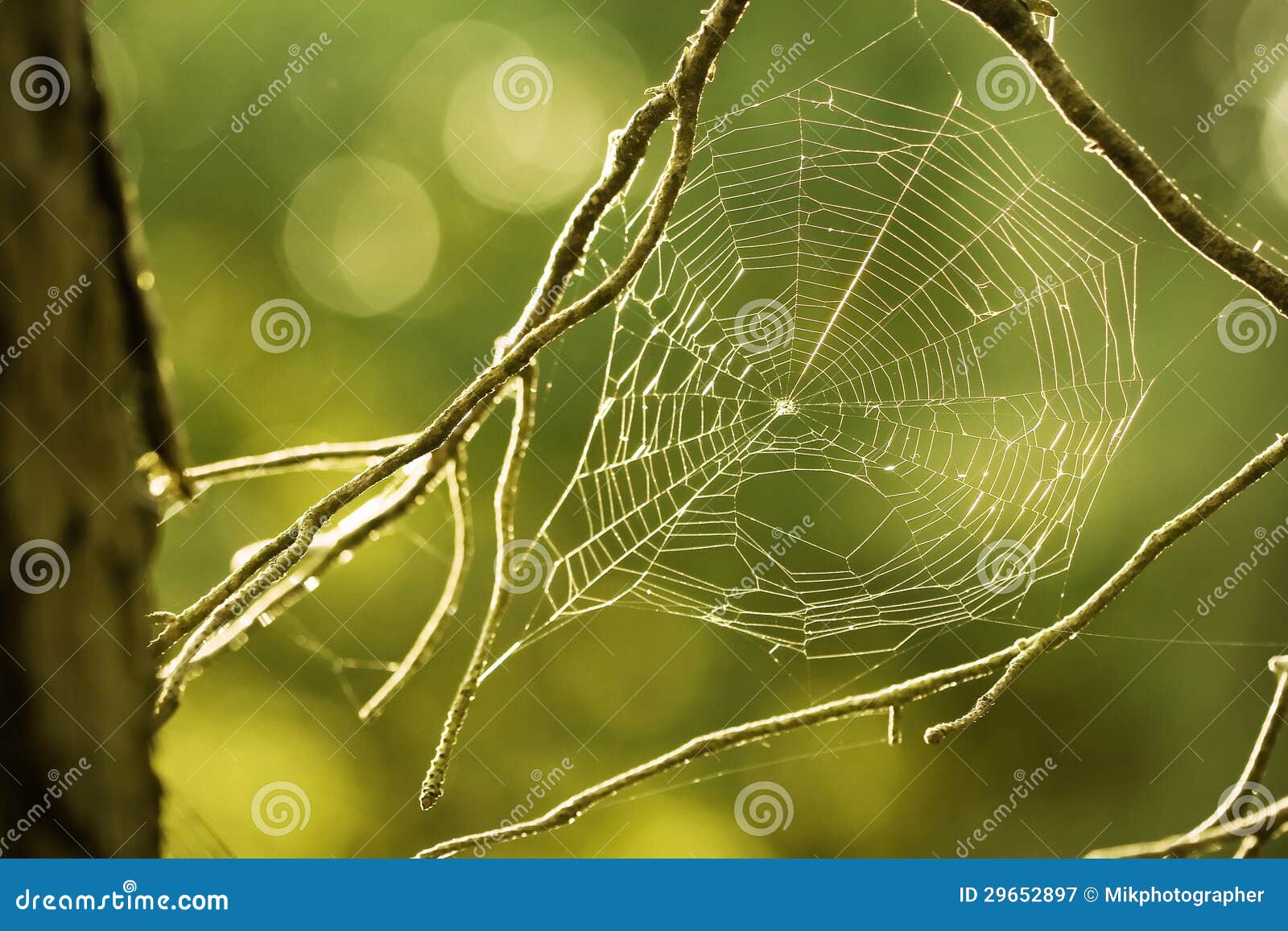 Spider web stock image. Image of background, spider, shiny - 29652897