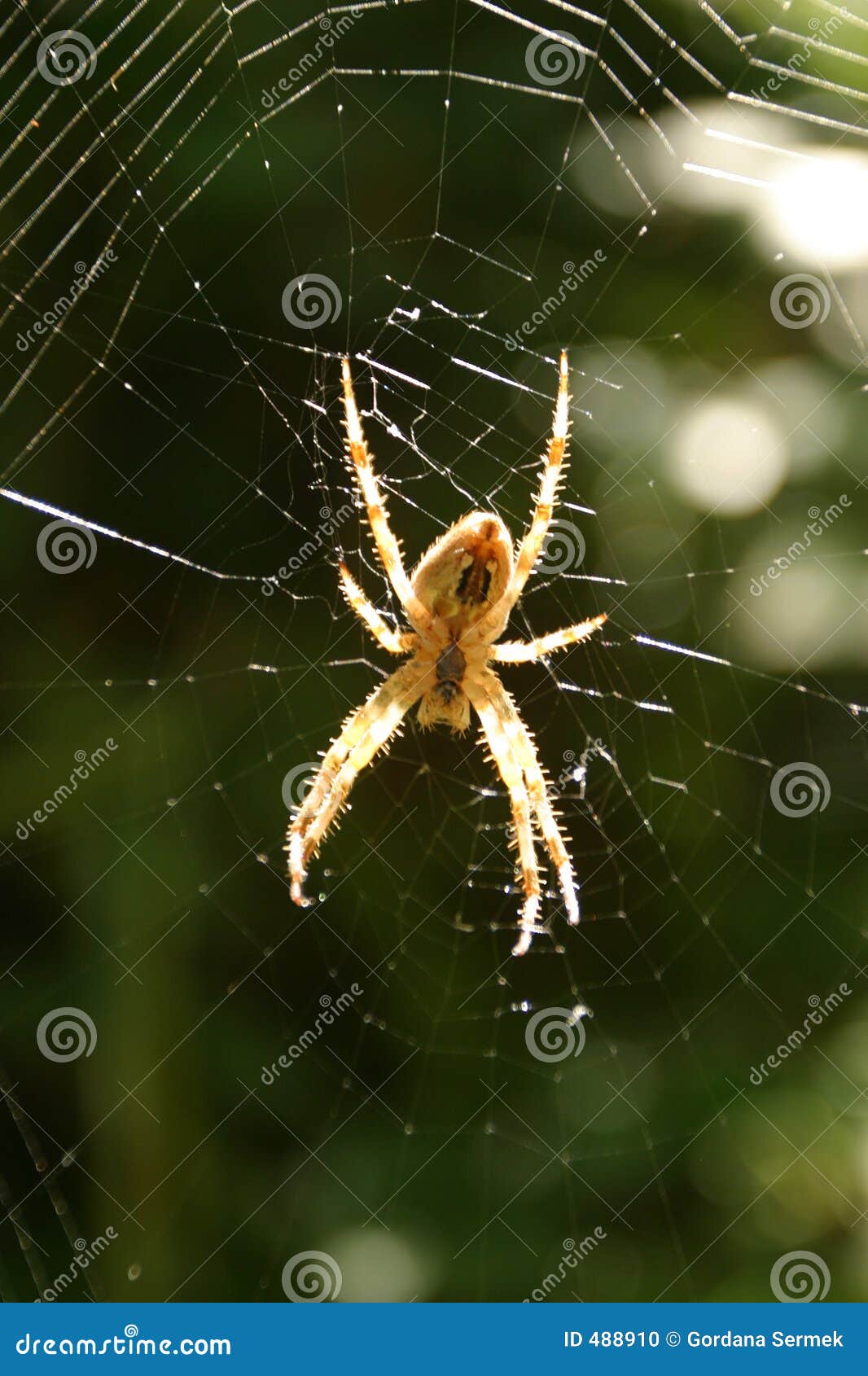 Spider and web stock photo. Image of summer, waiting, pray - 488910