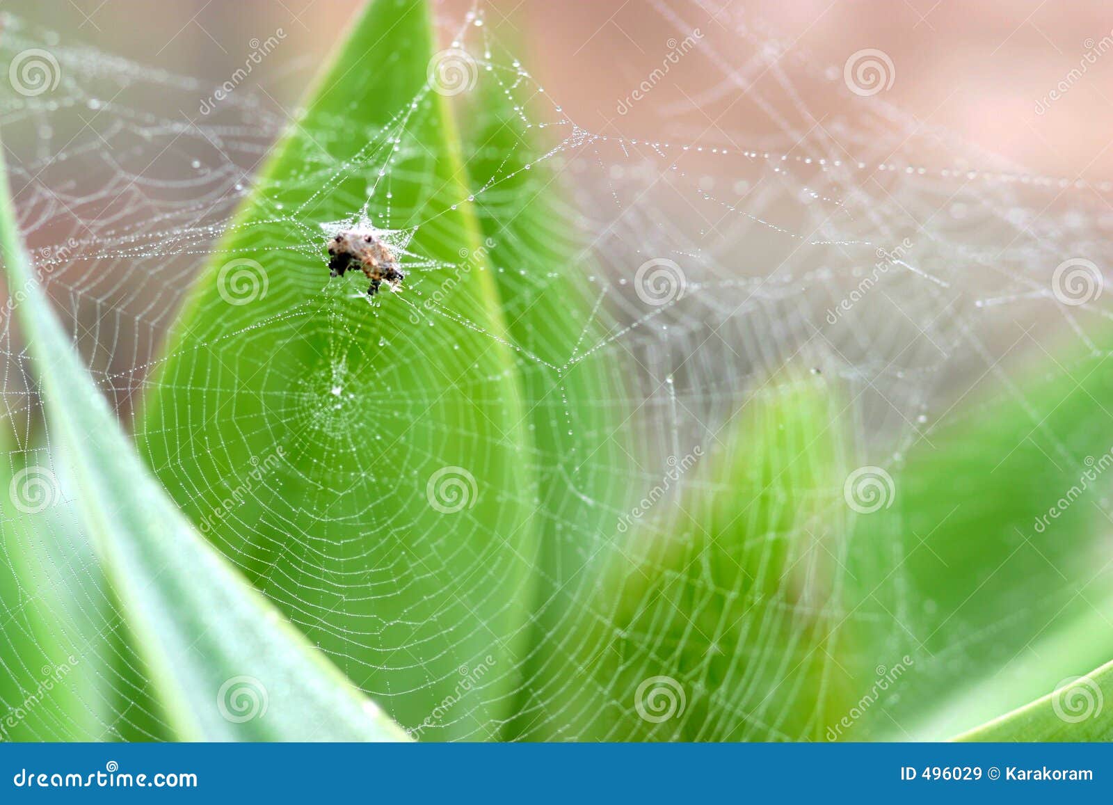 147 Invisible Spider Stock Photos - Free & Royalty-Free Stock Photos ...