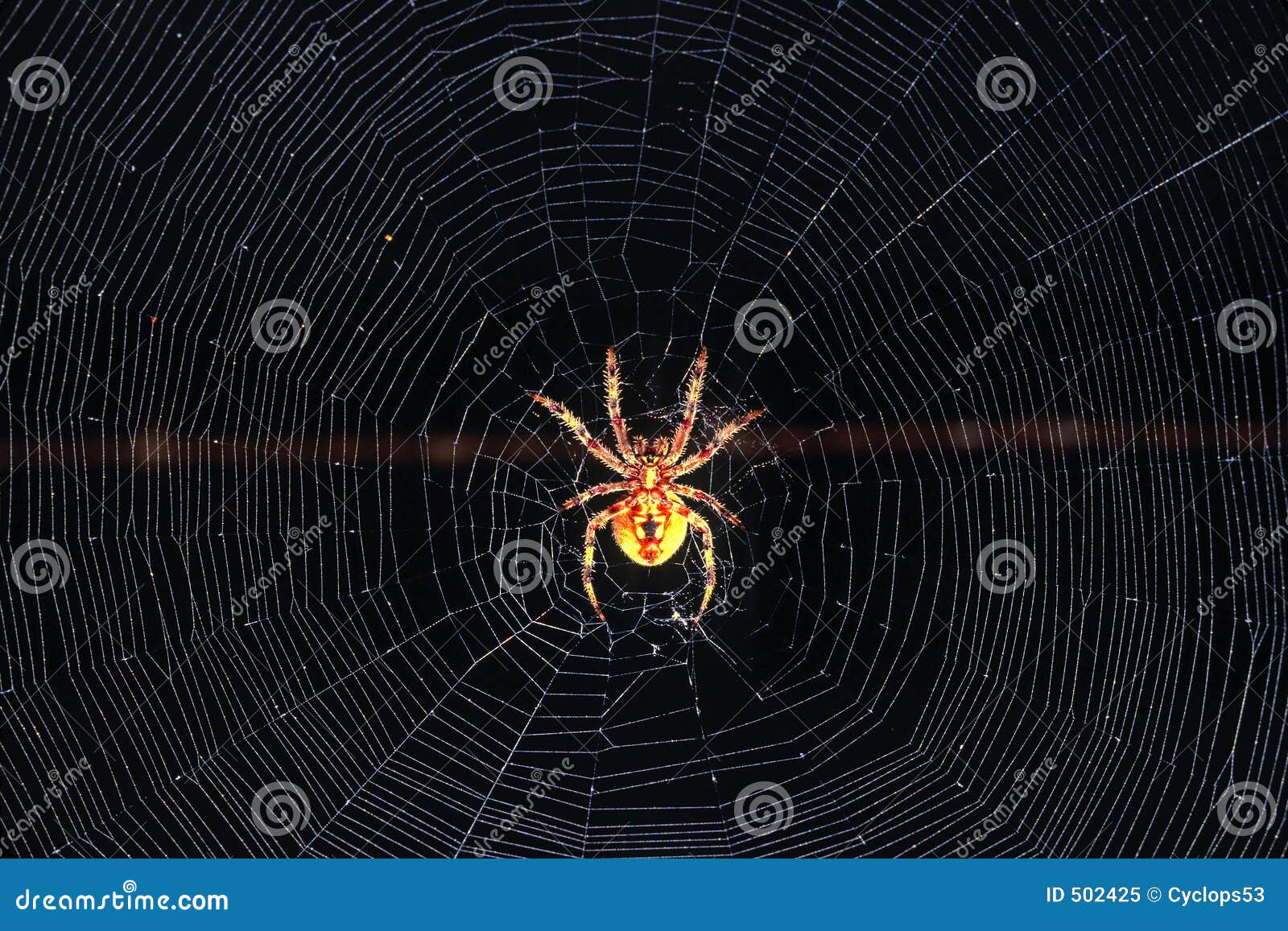 Spider in web stock image. Image of arachnid, waiting, connected - 502425