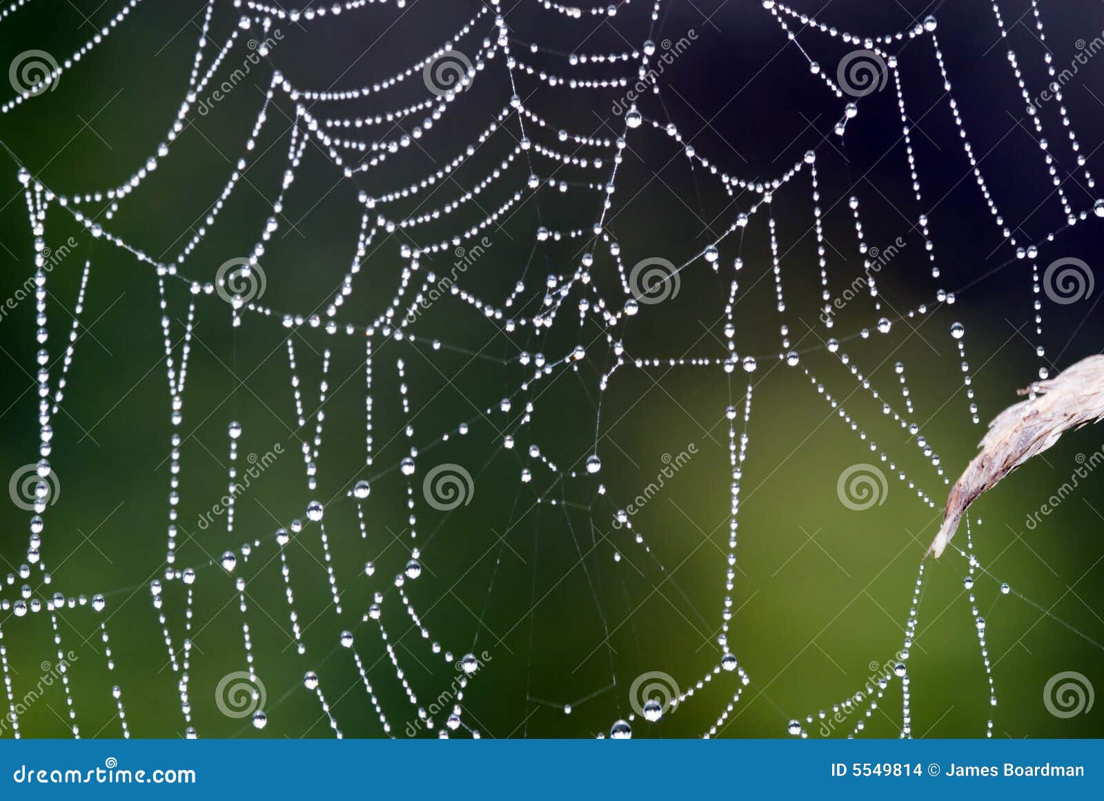 1,432 Ground Spider Web Stock Photos - Free & Royalty-Free Stock Photos ...