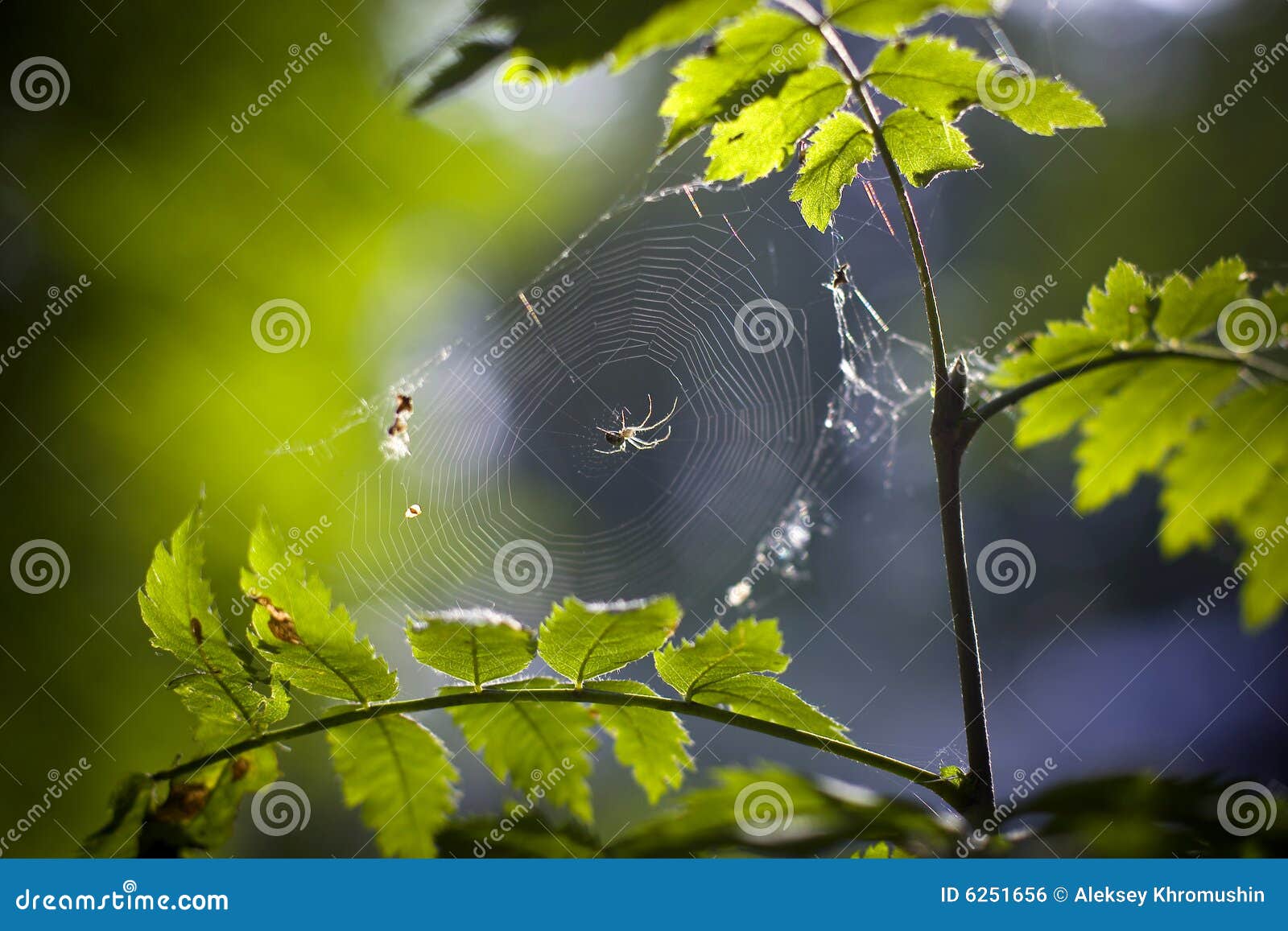 Spider on web stock photo. Image of summer, nature, foliage - 6251656