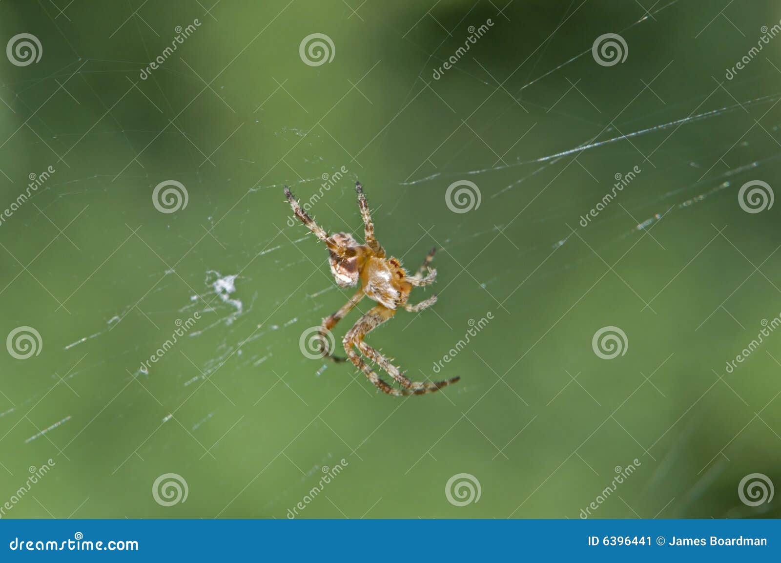 Spider on web stock image. Image of insects, grassland - 6396441