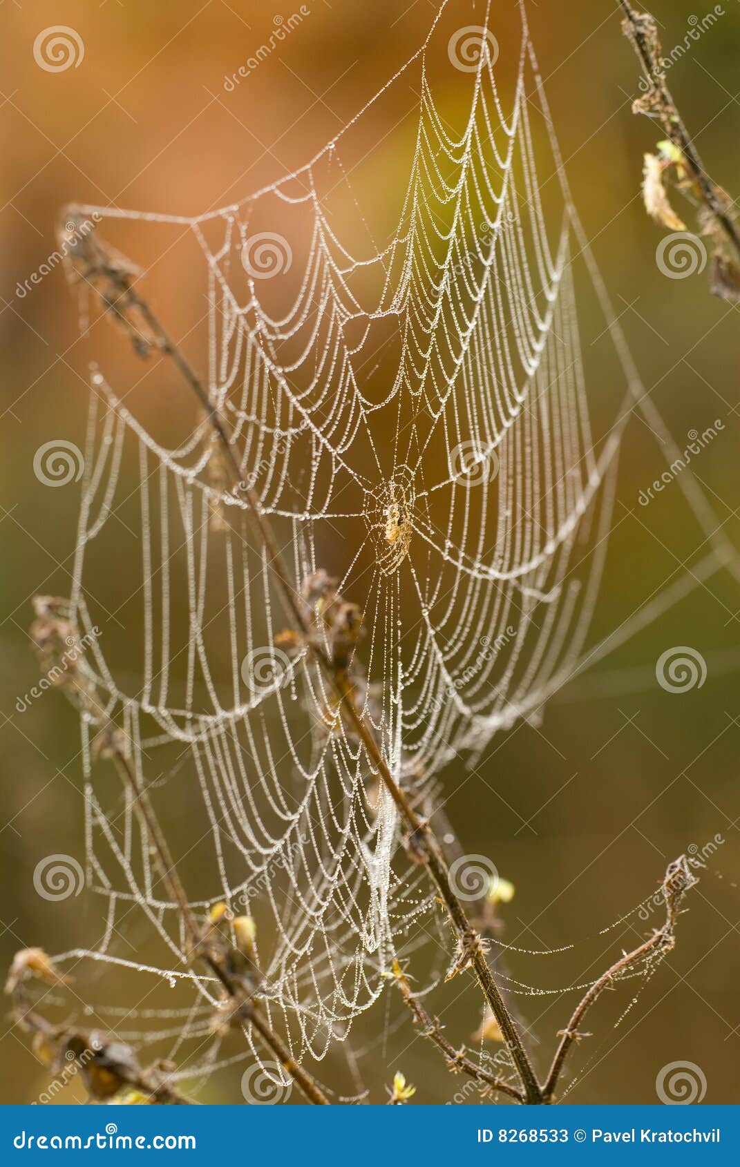 1,953 Dry Spider Web Stock Photos - Free & Royalty-Free Stock Photos ...