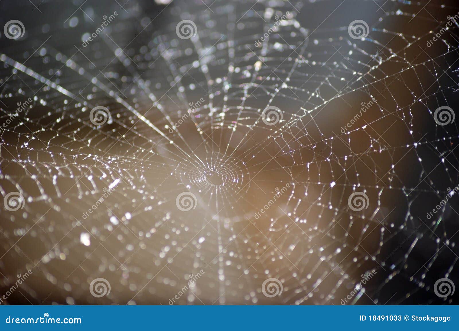 Spider Web Abstract stock image. Image of radial, nature - 18491033