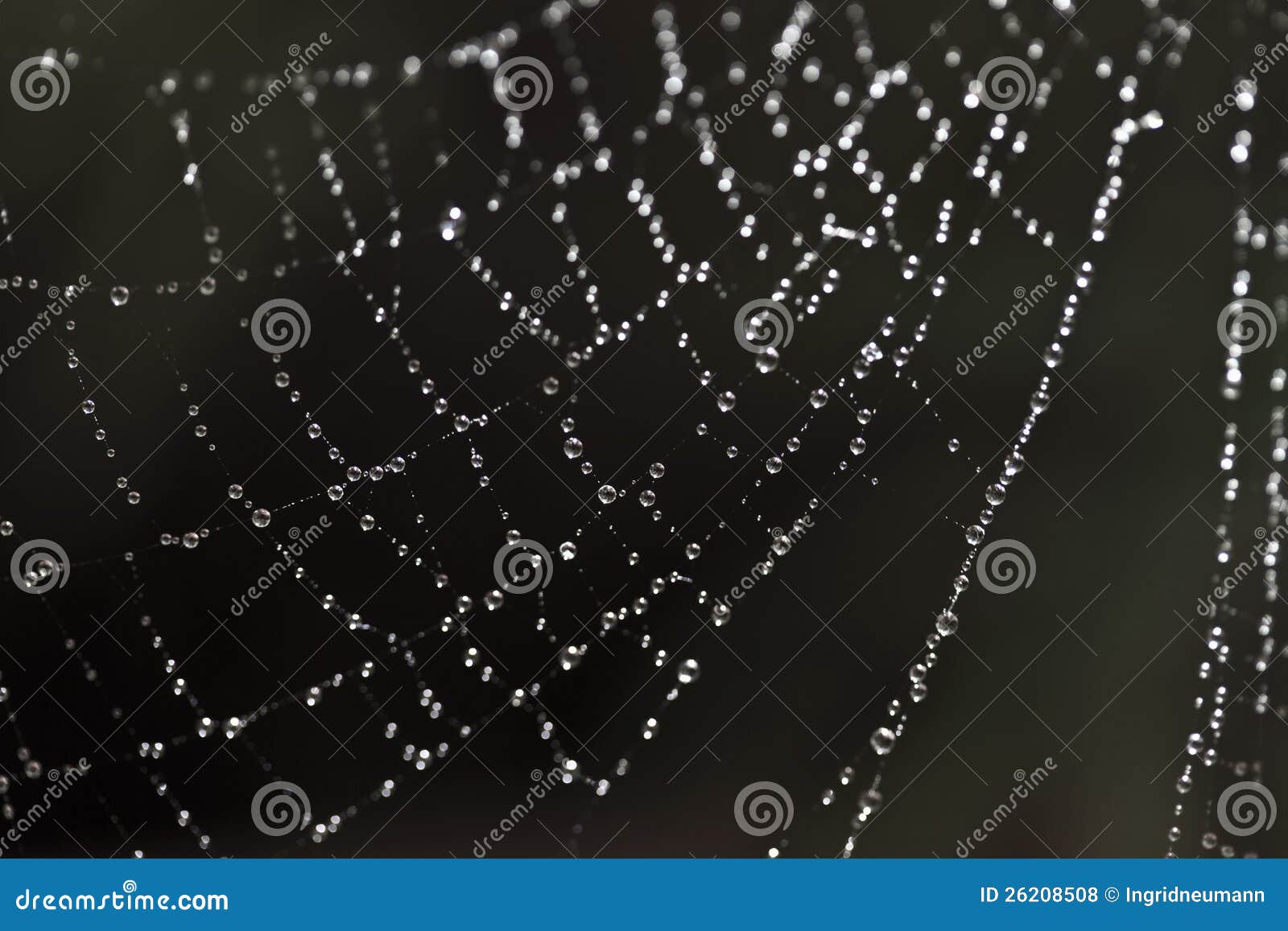 Spider Web Abstract stock photo. Image of dark, spider - 26208508