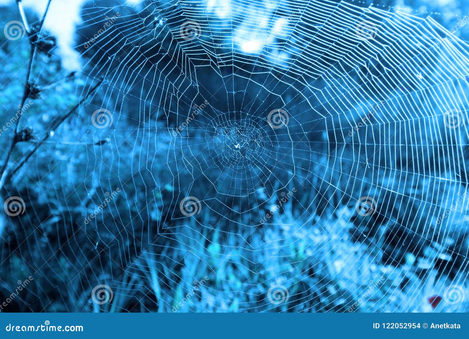 Spider web, abstract, stock photo. Image of circle, catch - 122052954