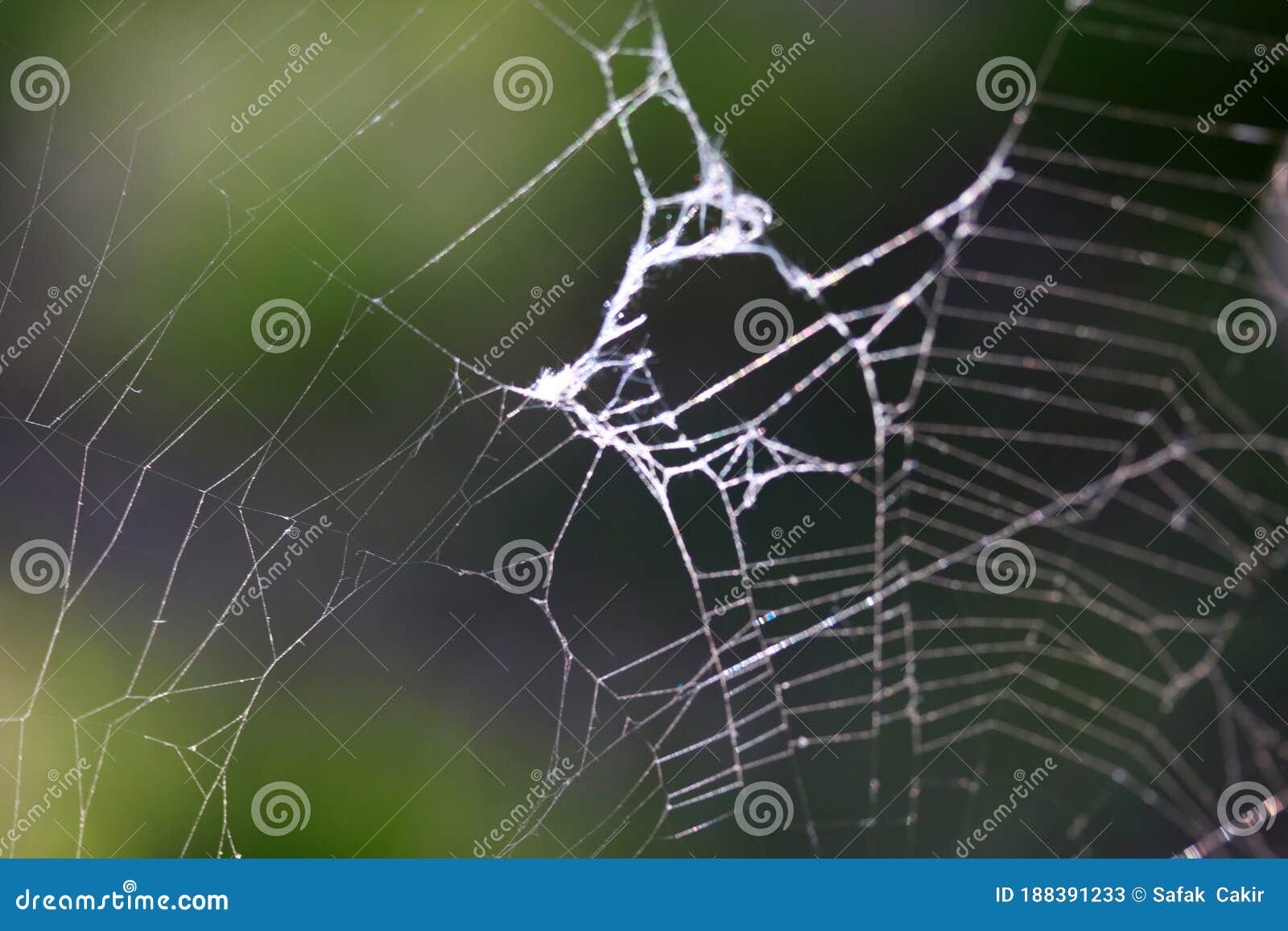 Spider web stock image. Image of abstract, copy, geometry - 188391233