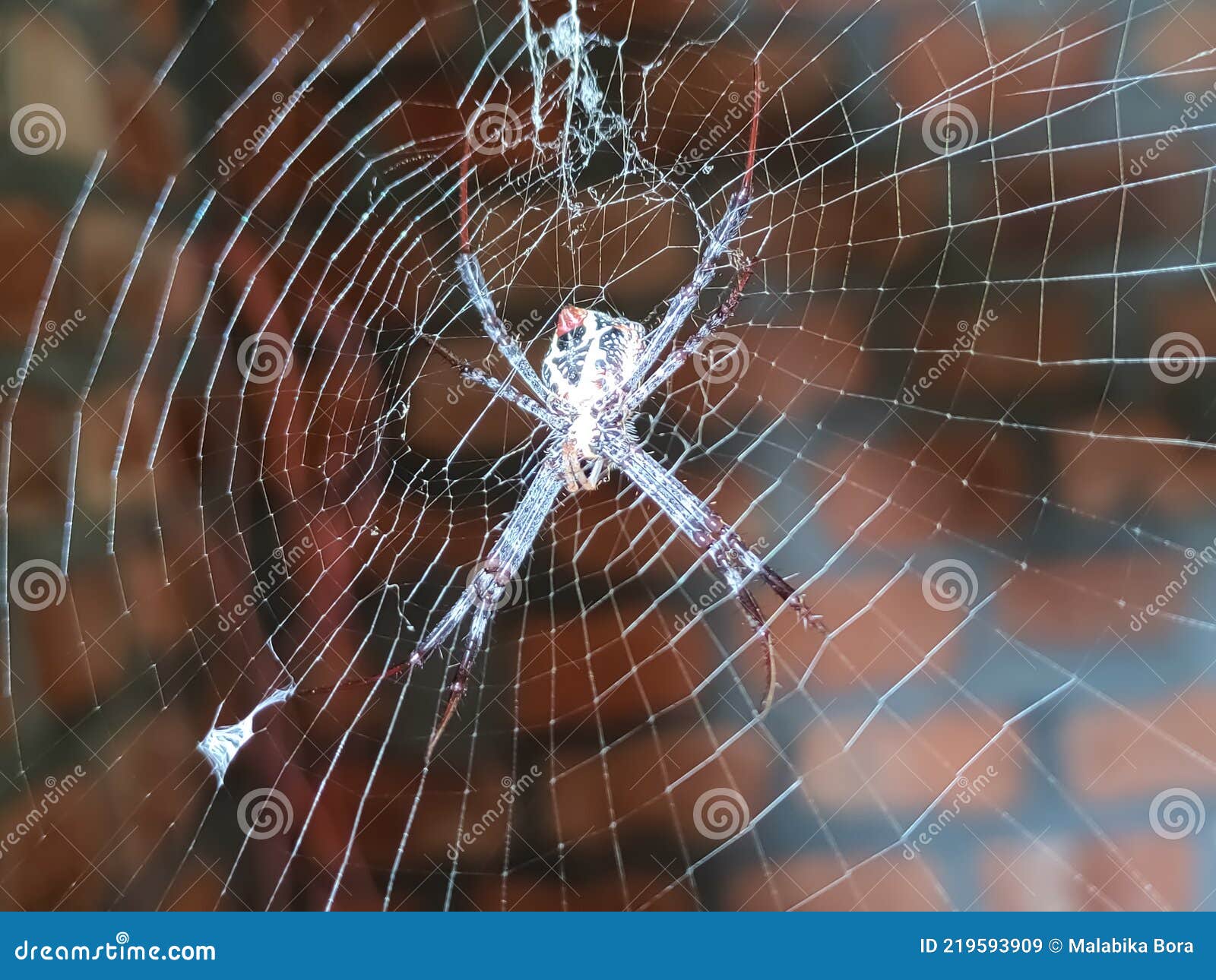 Spider on the Web Against a Brick Wall Stock Image - Image of animal ...