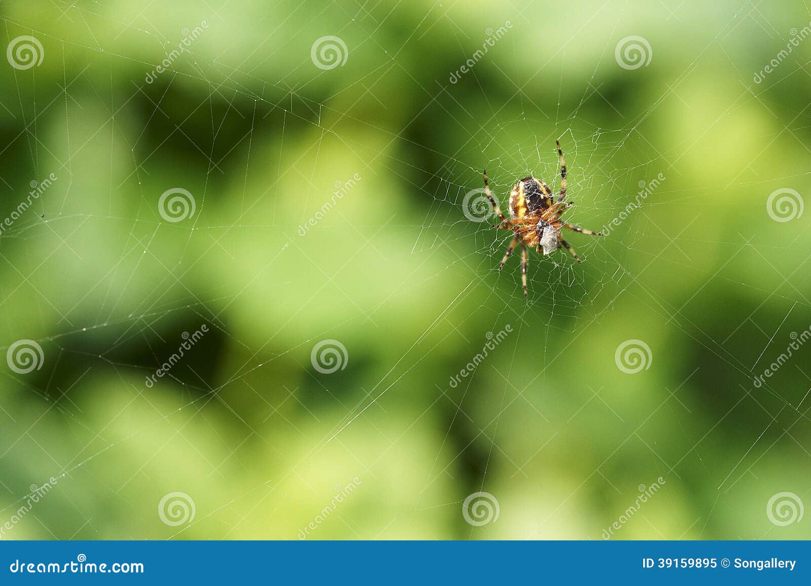 Spider and web stock image. Image of depth, nature, hokkaido - 39159895