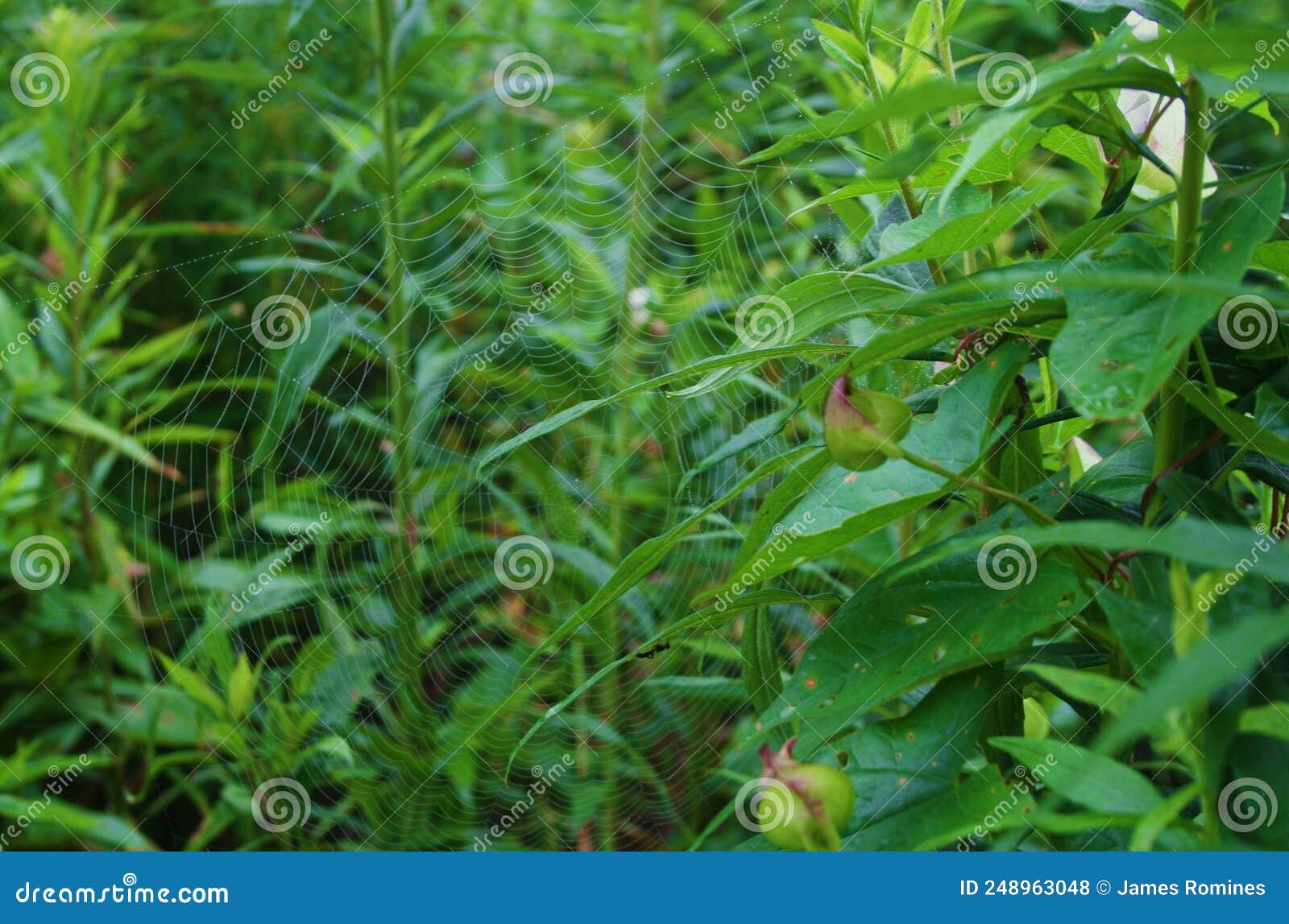 Spider Web on the Appalachian Trail Stock Photo - Image of nature ...