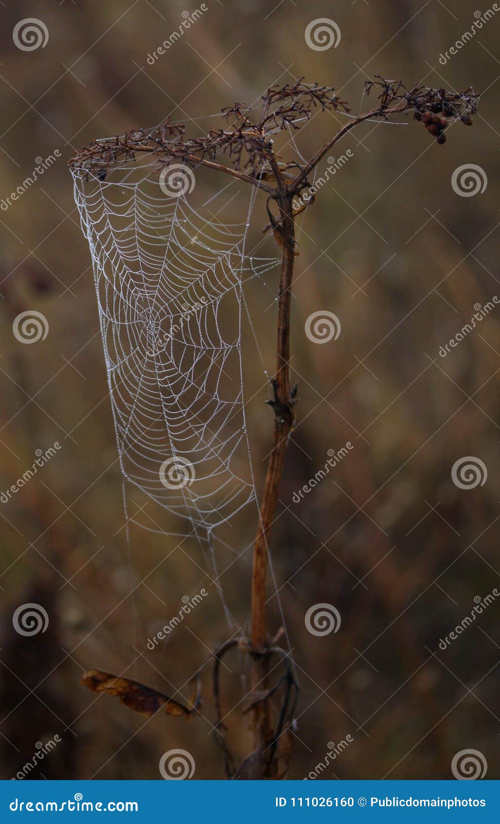 Spider Web, Arachnid, Spider, Branch Picture. Image: 111026160