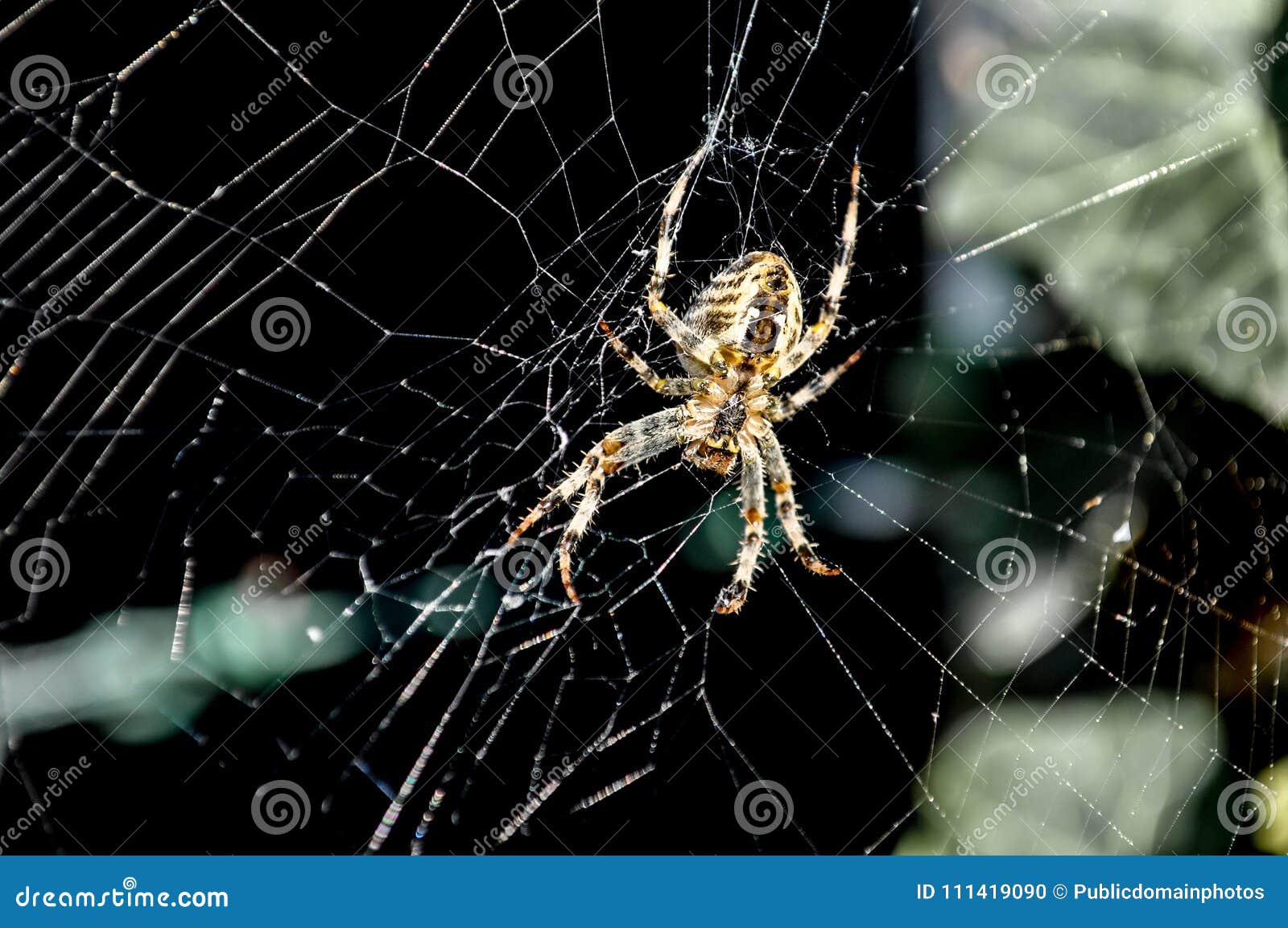 Spider Web, Spider, Arachnid, Invertebrate Picture. Image: 111419090
