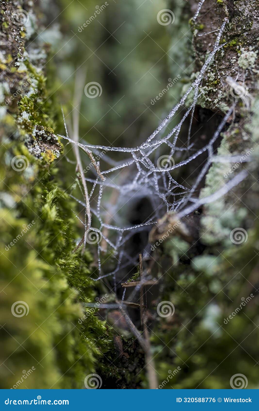 Spider Web Attached To Moss-covered Tree in Forest Stock Illustration ...