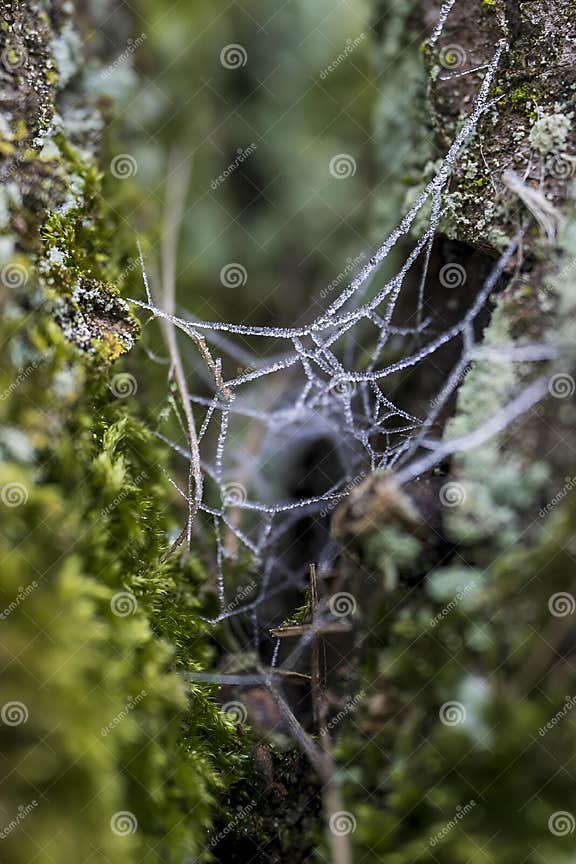 Spider Web Attached To Moss-covered Tree in Forest Stock Illustration ...