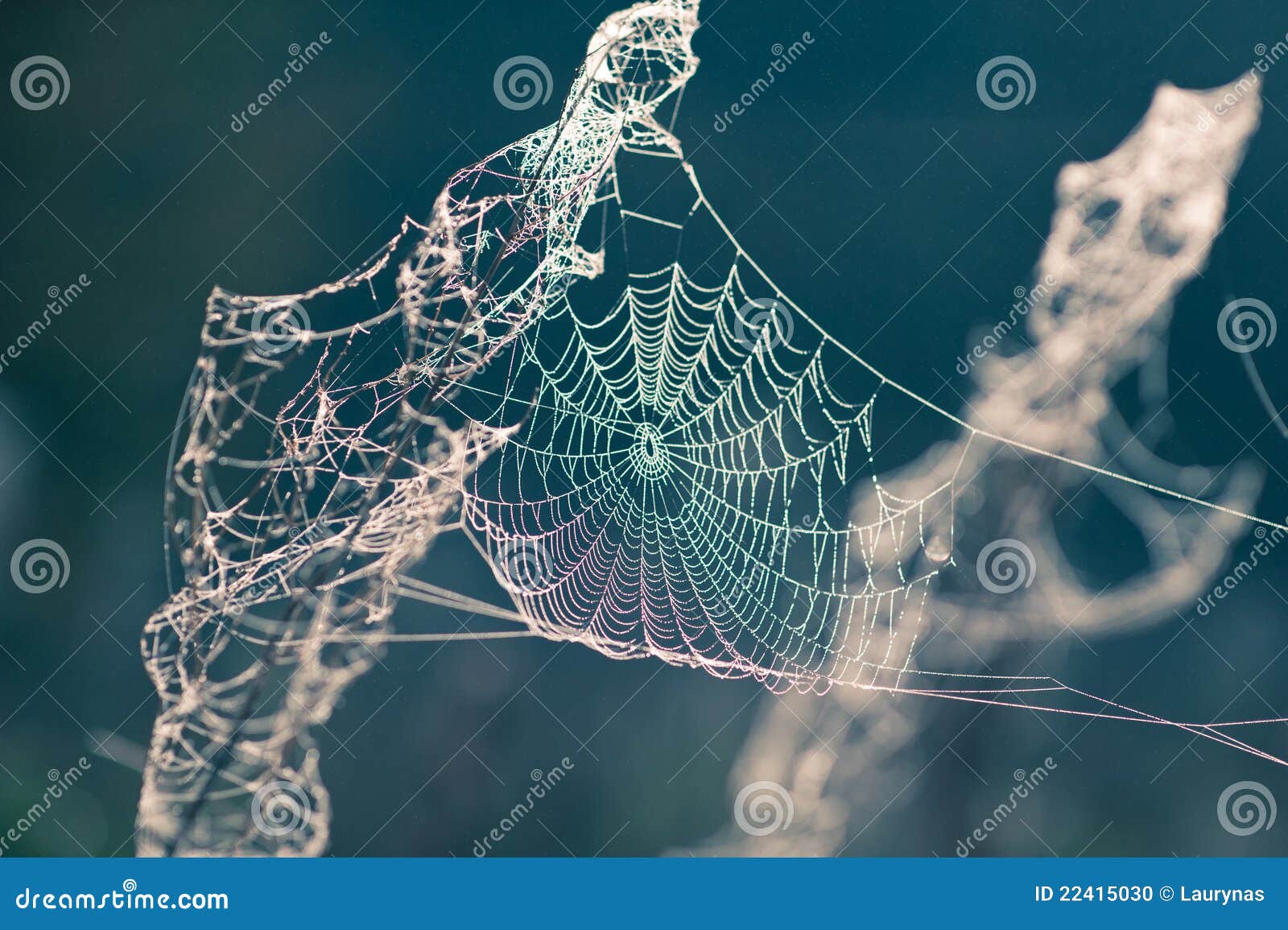 Spider web in Autumn stock photo. Image of autumn, drop - 22415030