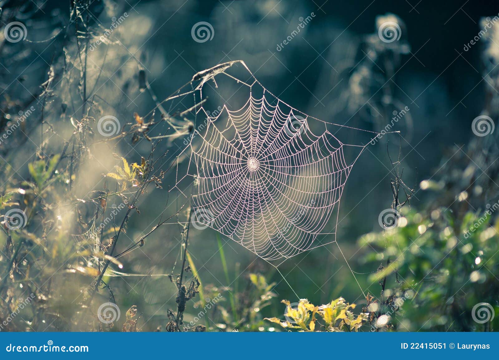 Spider web in Autumn stock image. Image of spiderweb - 22415051