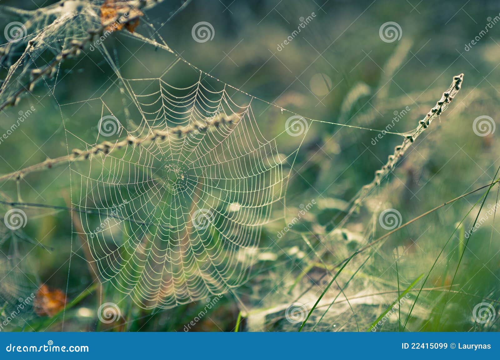 Spider web in Autumn stock image. Image of spider, water - 22415099