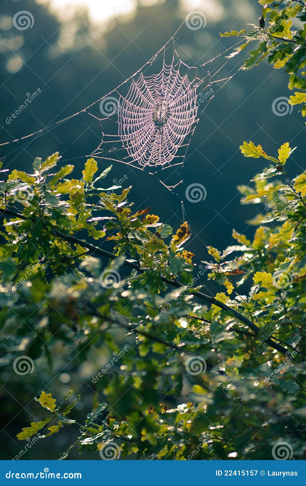Spider web in Autumn stock image. Image of drop, spiderweb - 22415157