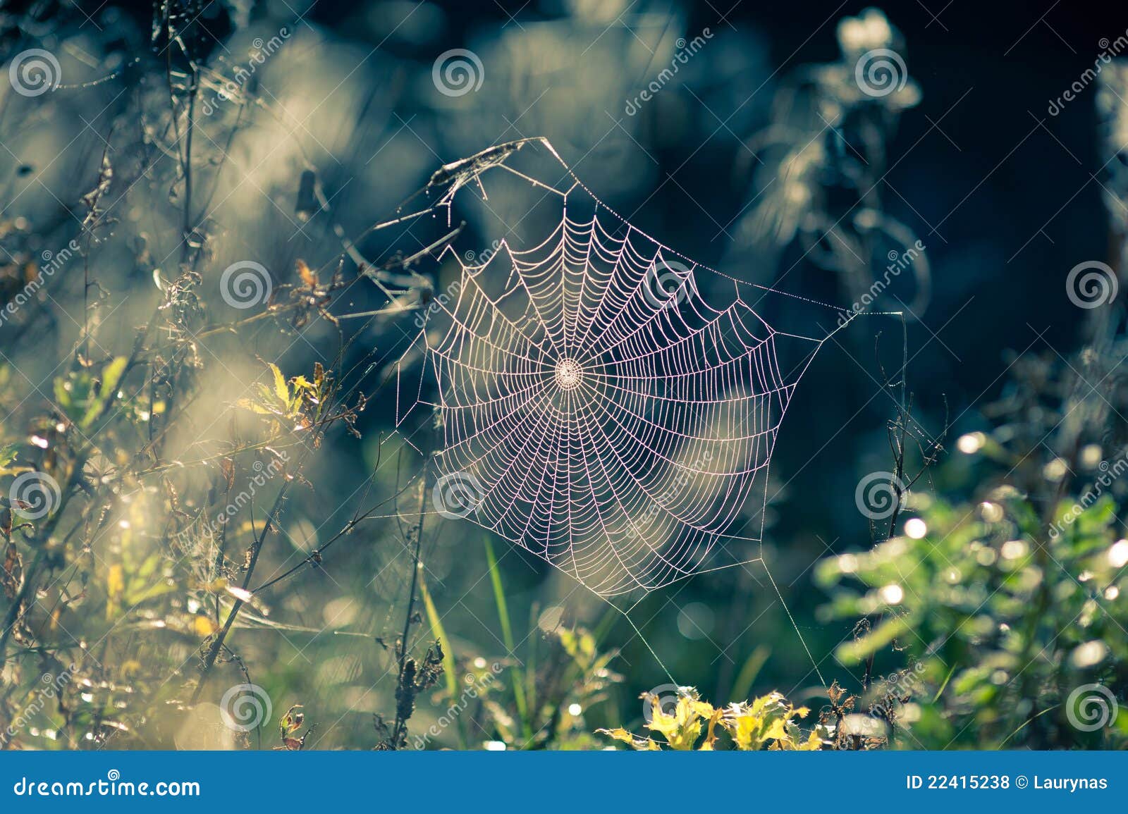 Spider web in Autumn stock photo. Image of forest, closeup - 22415238