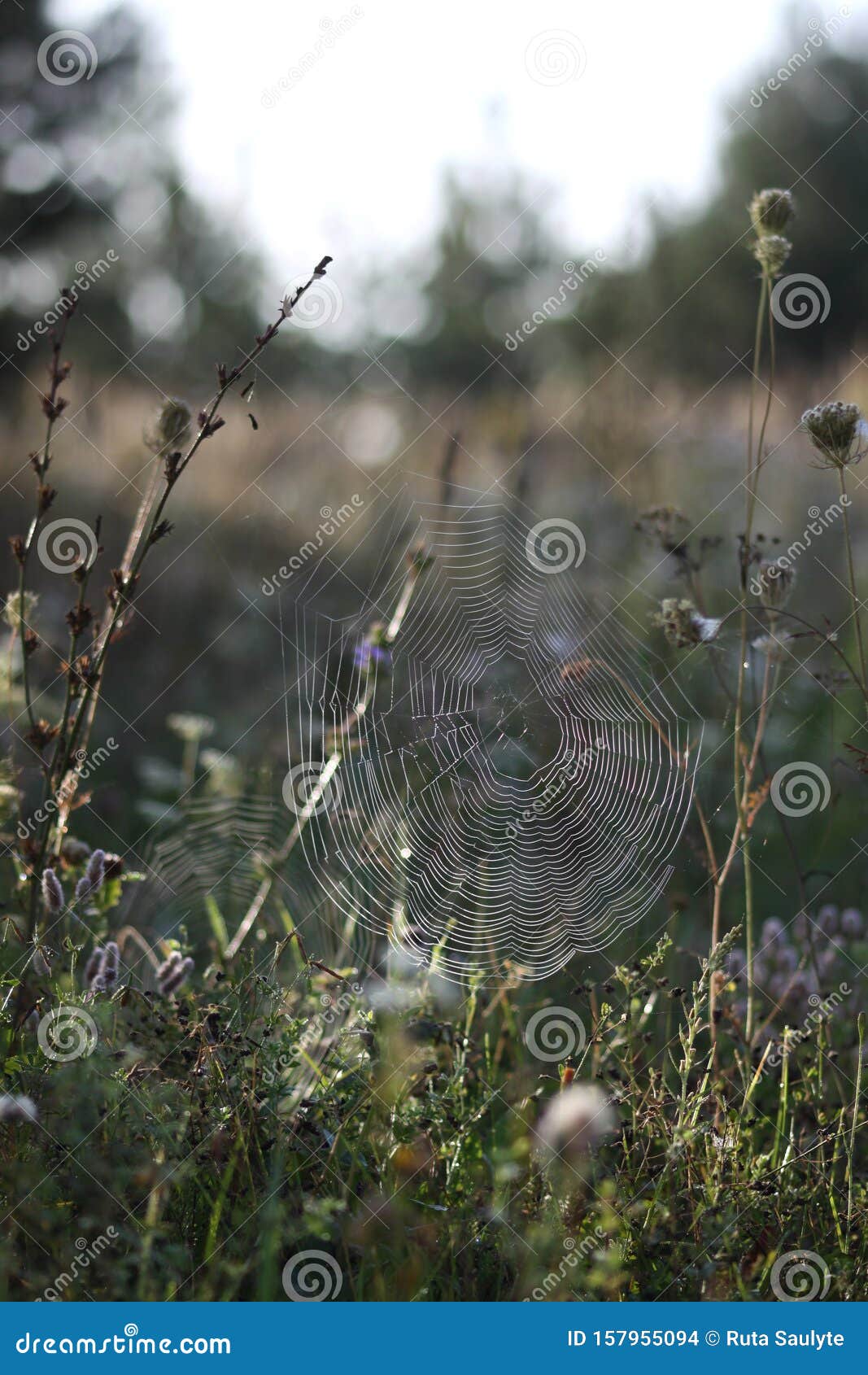 Spider web in autumn stock photo. Image of nature, field - 157955094