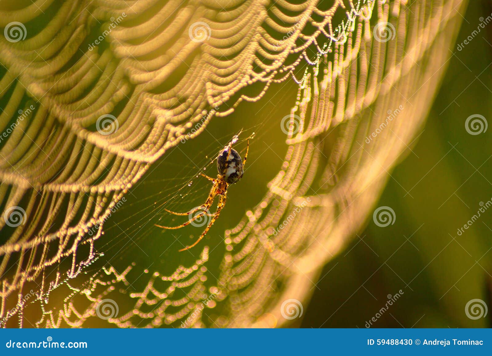 Spider Web in Autumn Morning Stock Photo - Image of sunny, morning ...