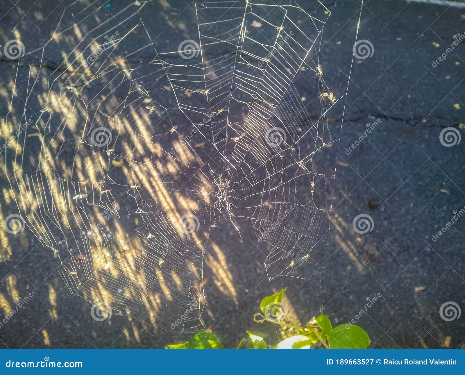 Spider web in autumn stock image. Image of concepts - 189663527