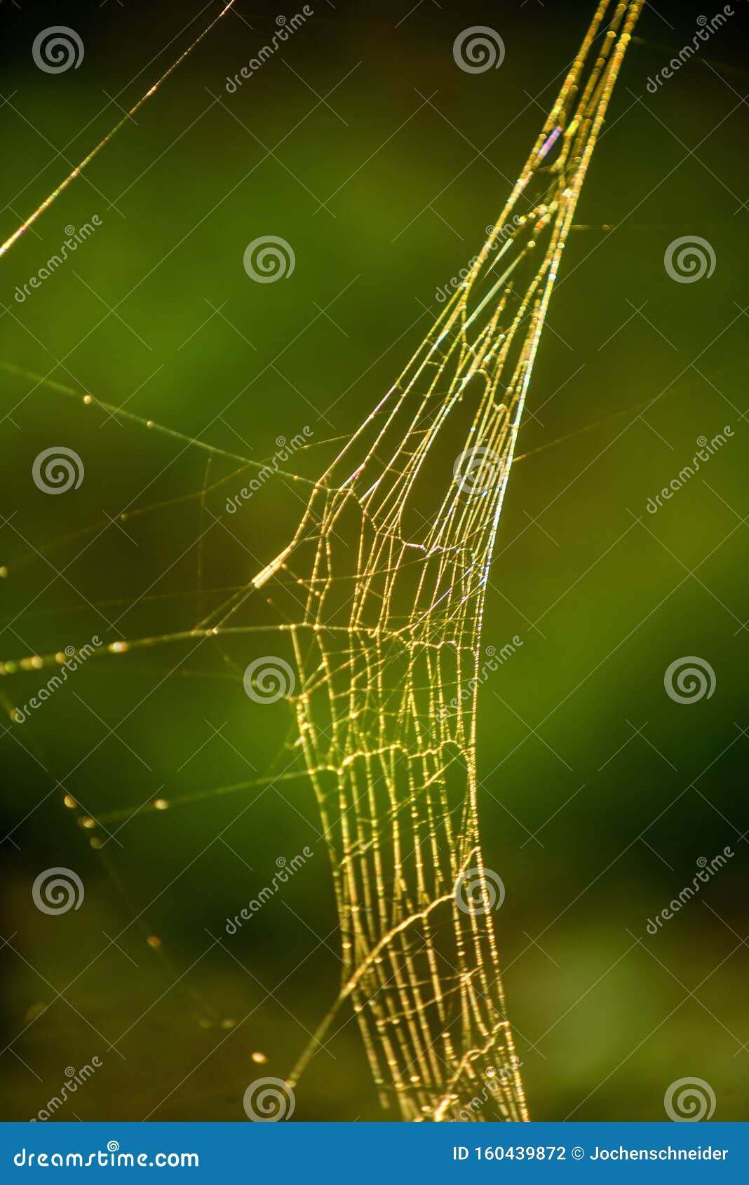 Spider web in back light stock photo. Image of color - 160439872