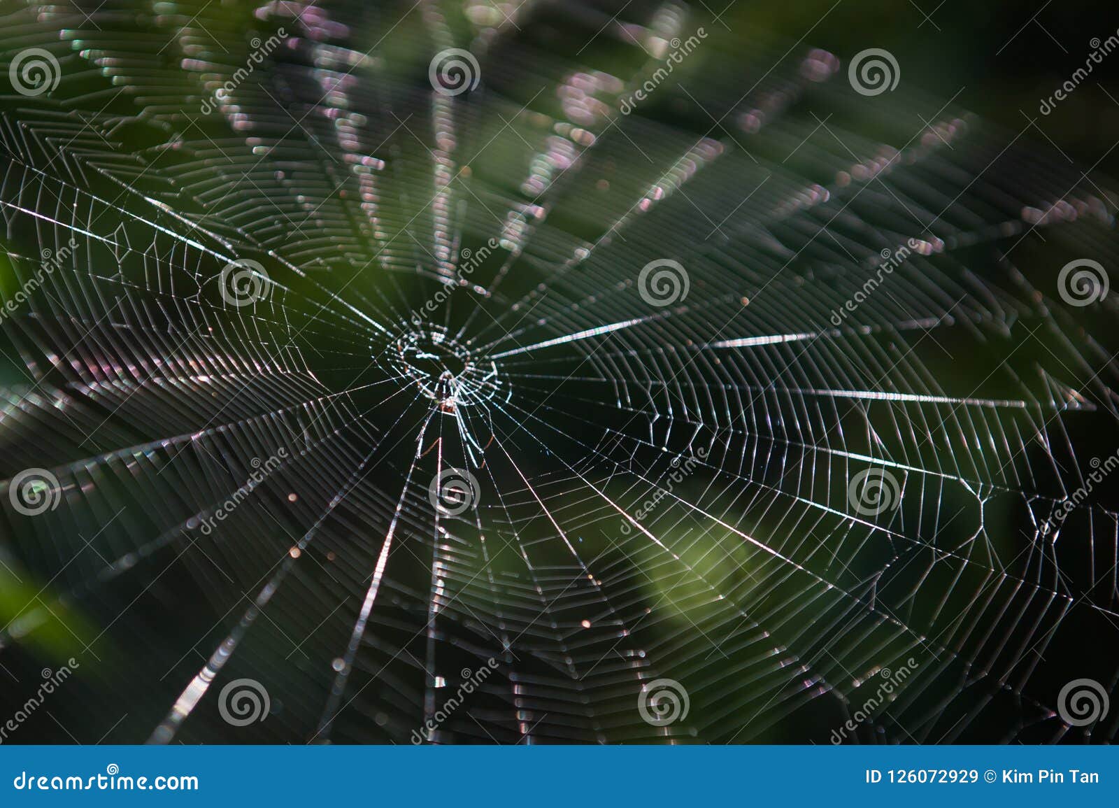 Spider web back-lit stock image. Image of danger, long - 126072929
