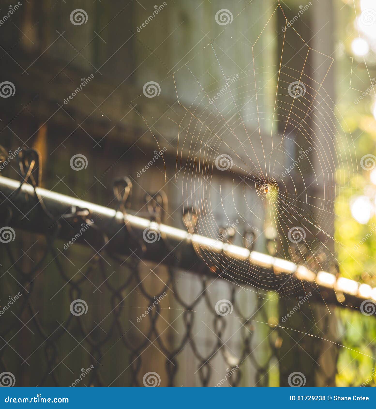 Spider on a Web in a Back Yard Stock Photo - Image of chain, spring ...