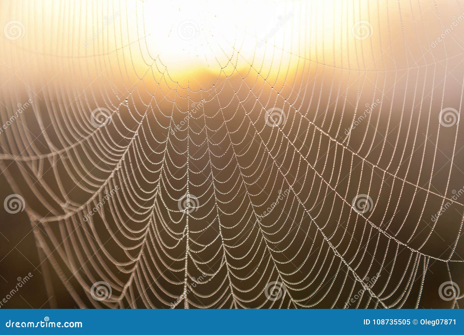 Spider Web in the Background of the Sun. Stock Image - Image of field ...