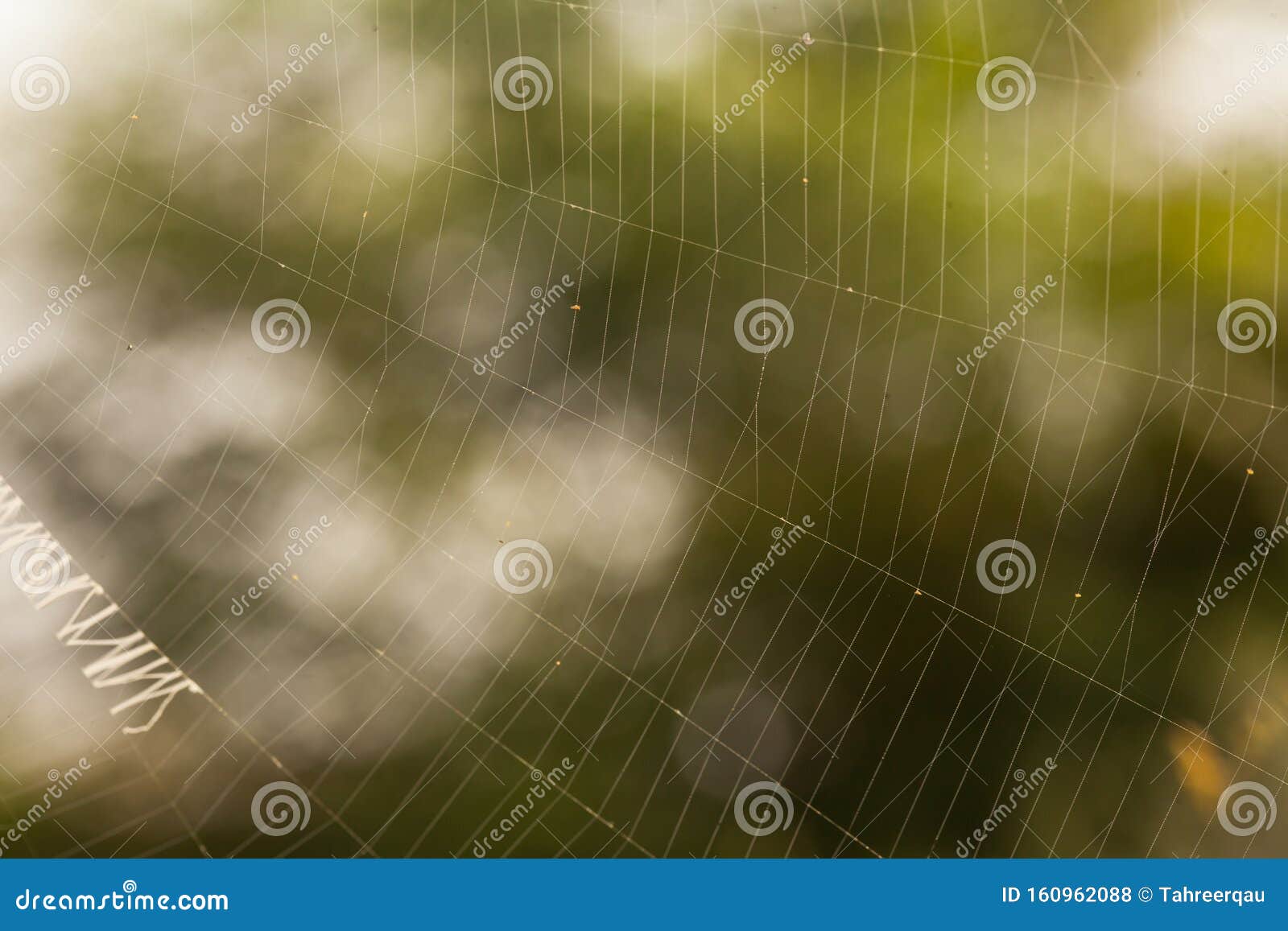 Spider web background stock photo. Image of background - 160962088
