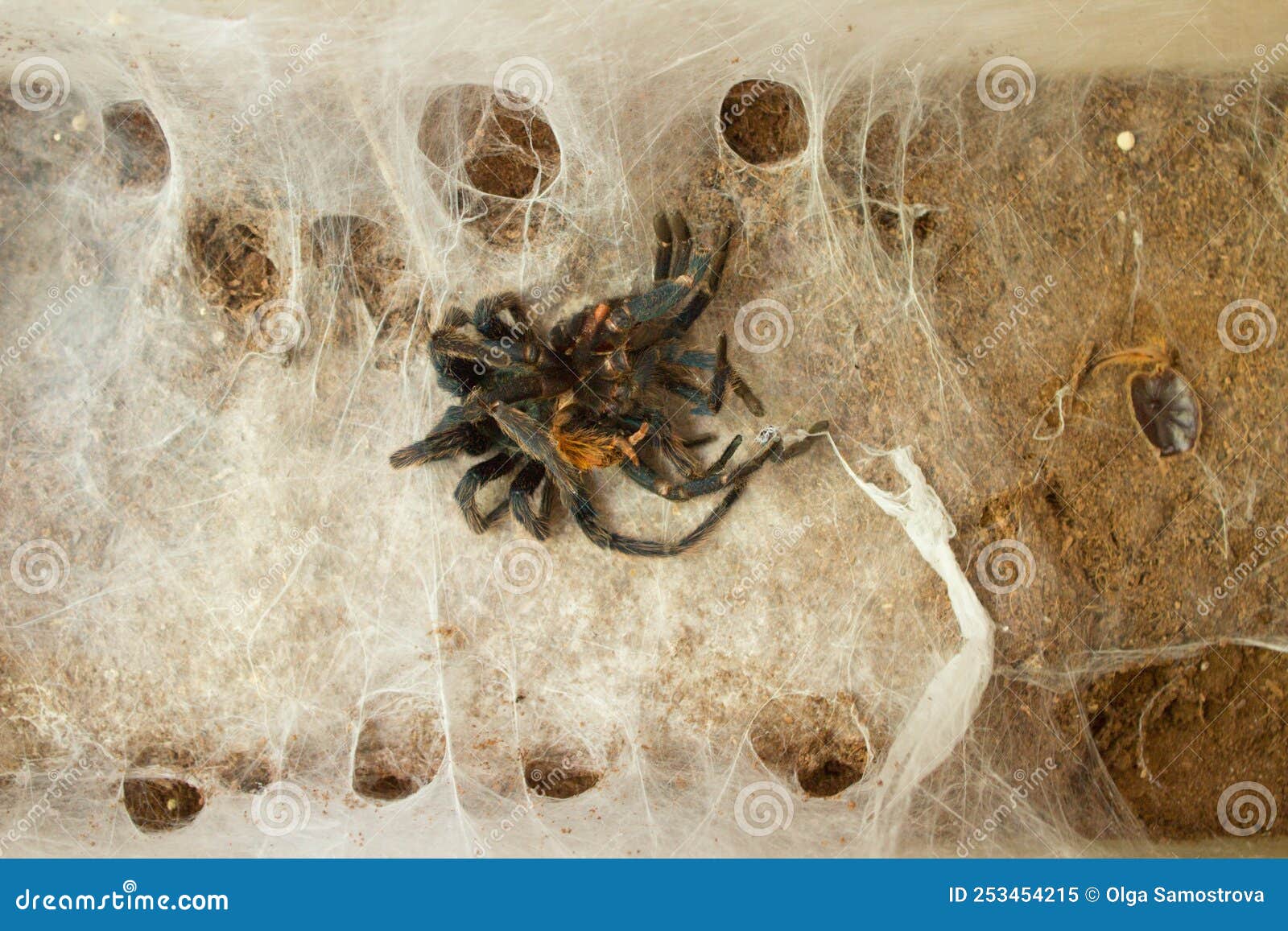 Spider in the Web. Beautiful House Spider. Background. Texture. Stock ...