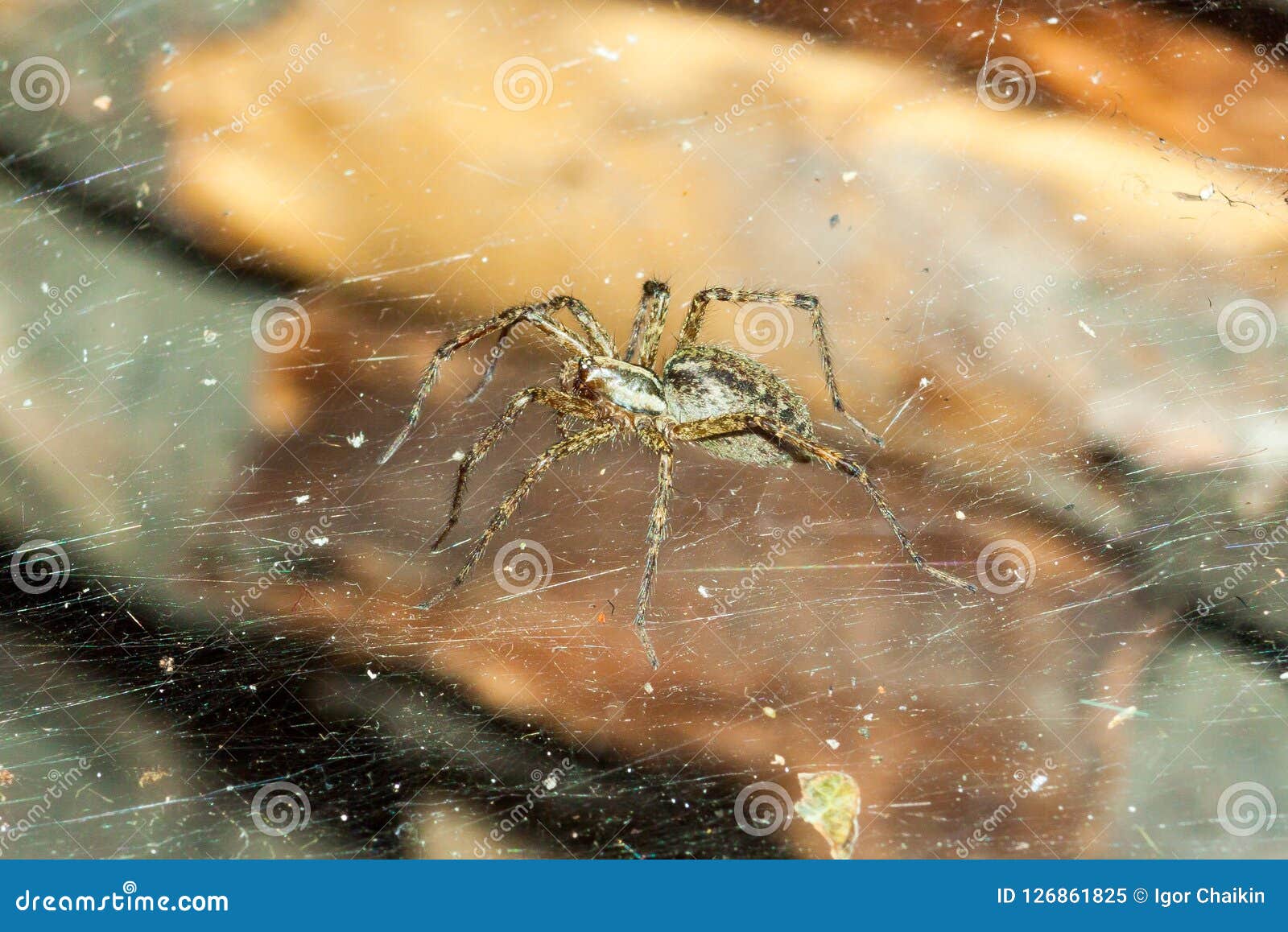Spider on the web stock image. Image of nature, insect - 126861825