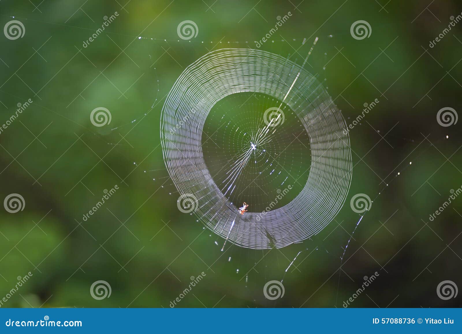 Spider web being weaved stock photo. Image of connection - 57088736