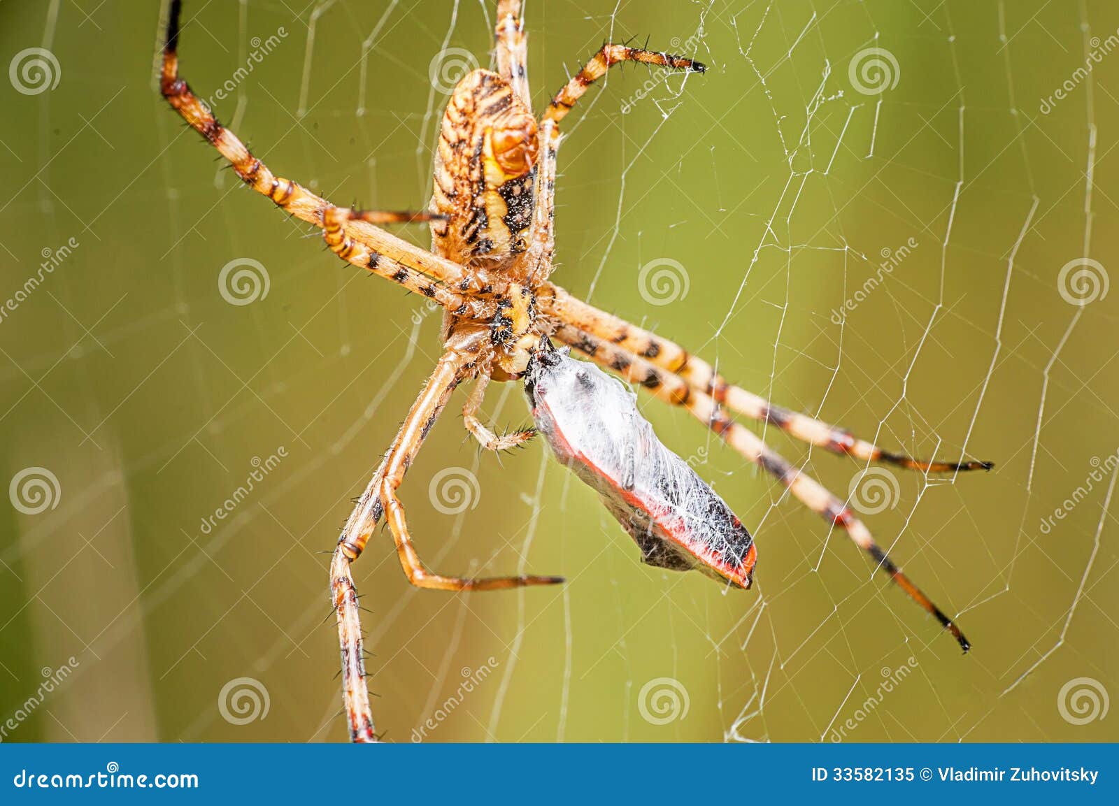 Spider web stock image. Image of spiderweb, nature, wild - 33582135