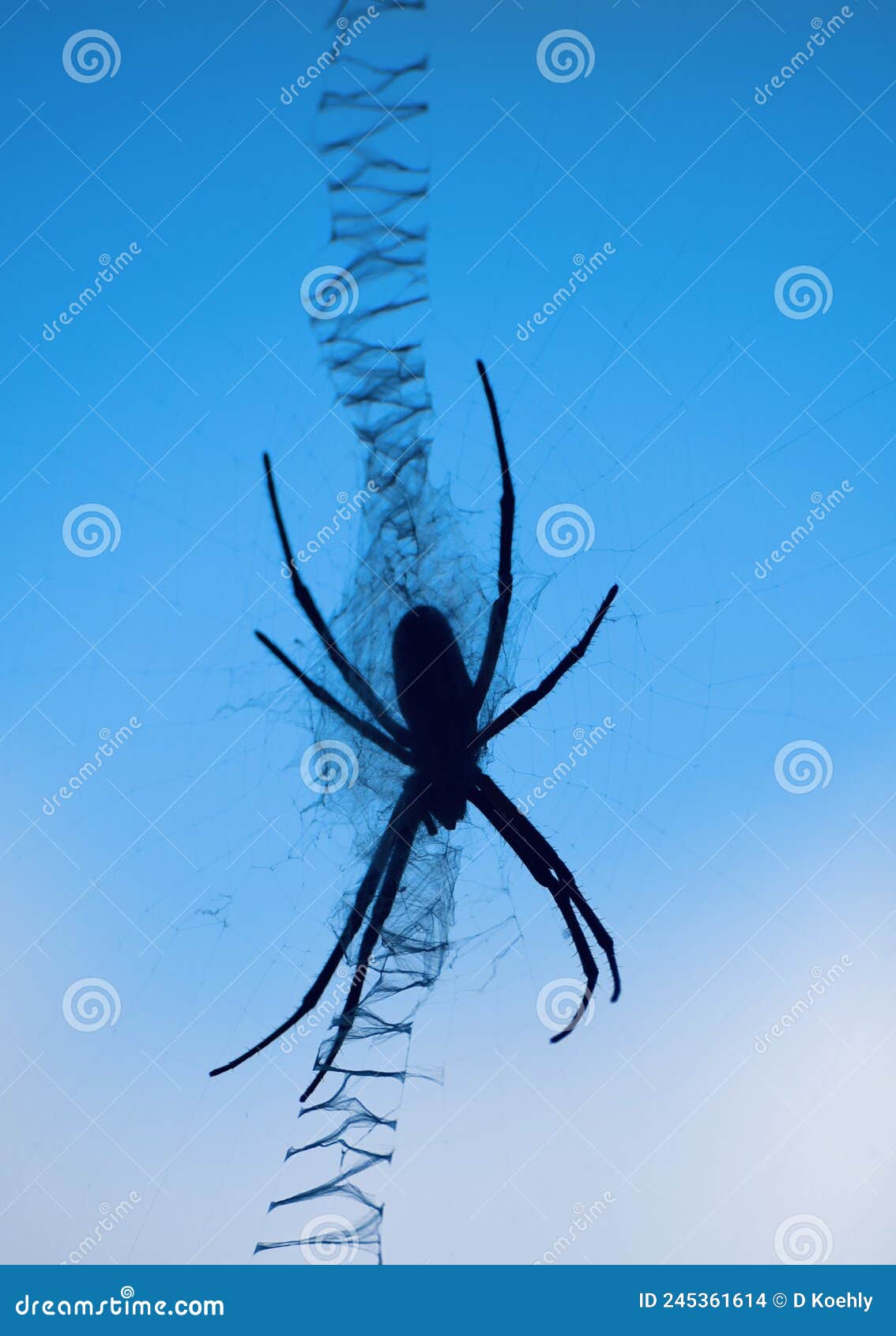 Spider web stock photo. Image of spider, texas, silky - 245361614