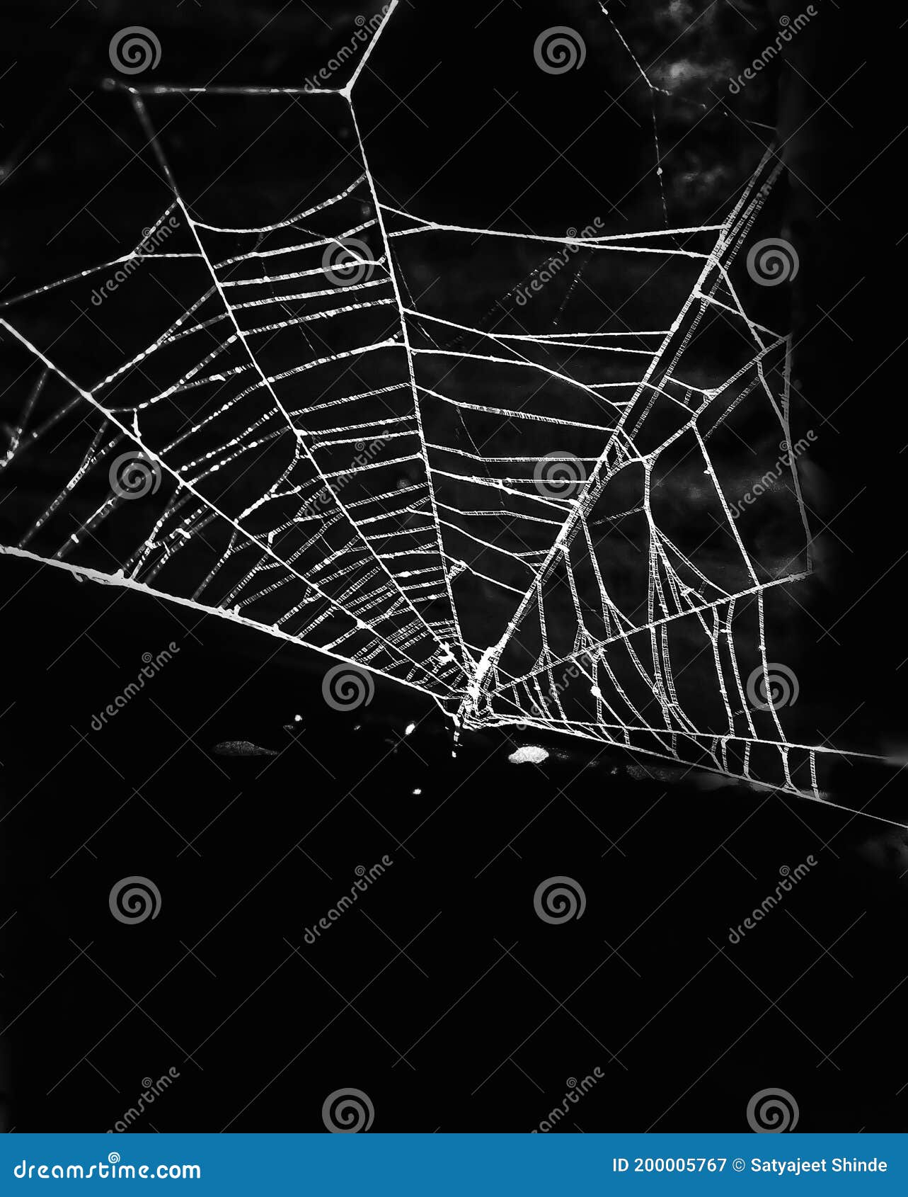 Spider Web on a Black Background Stock Image - Image of design ...