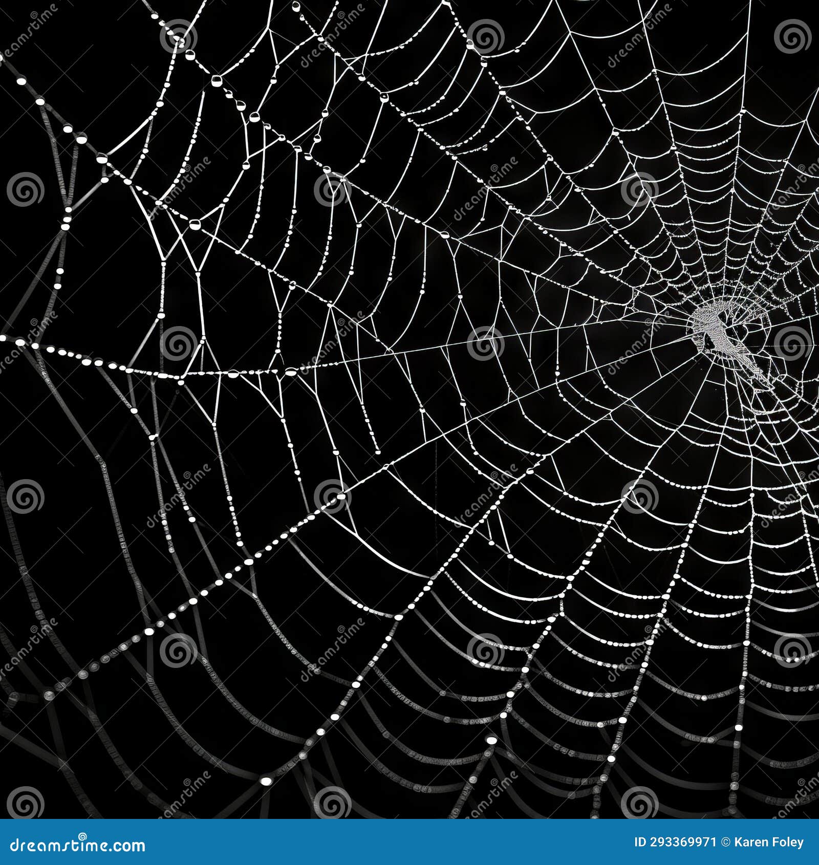 Spider web on black stock illustration. Illustration of webbing - 293369971
