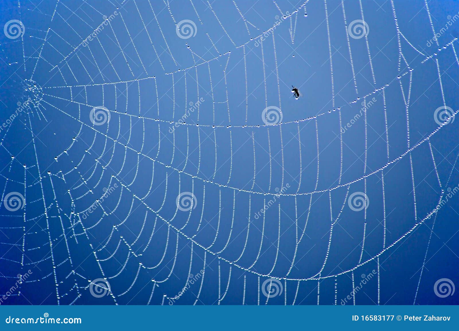 Spider Web at Blue Background. Stock Image - Image of wate, nature ...