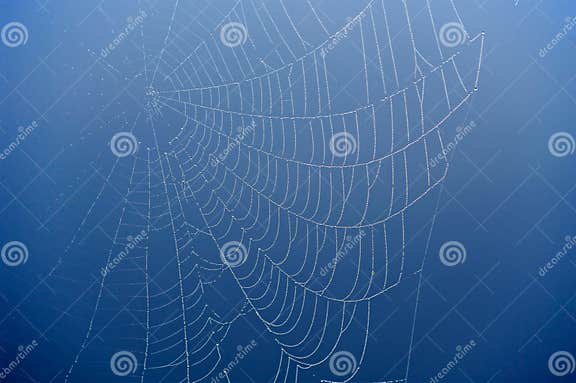 Spider Web at Blue Background. Stock Photo - Image of morning, macro ...