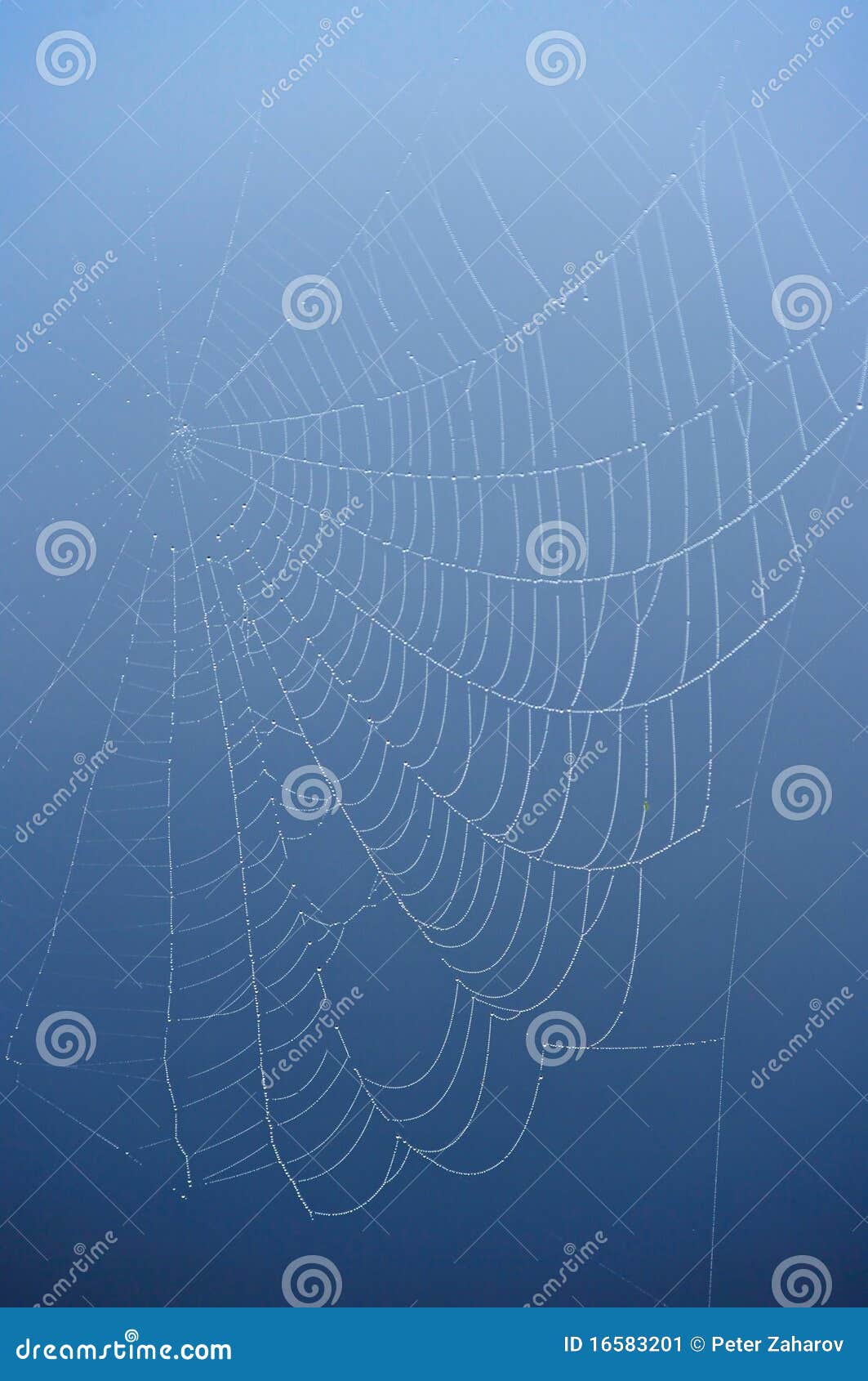 Spider Web at Blue Background. Stock Image - Image of macro, nature ...